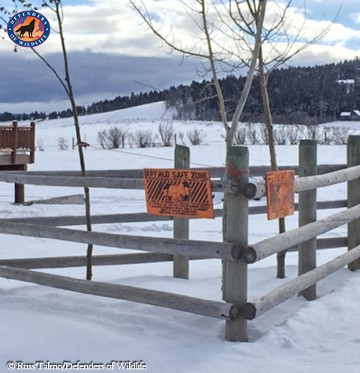 Coexisting with Bison | Defenders of Wildlife