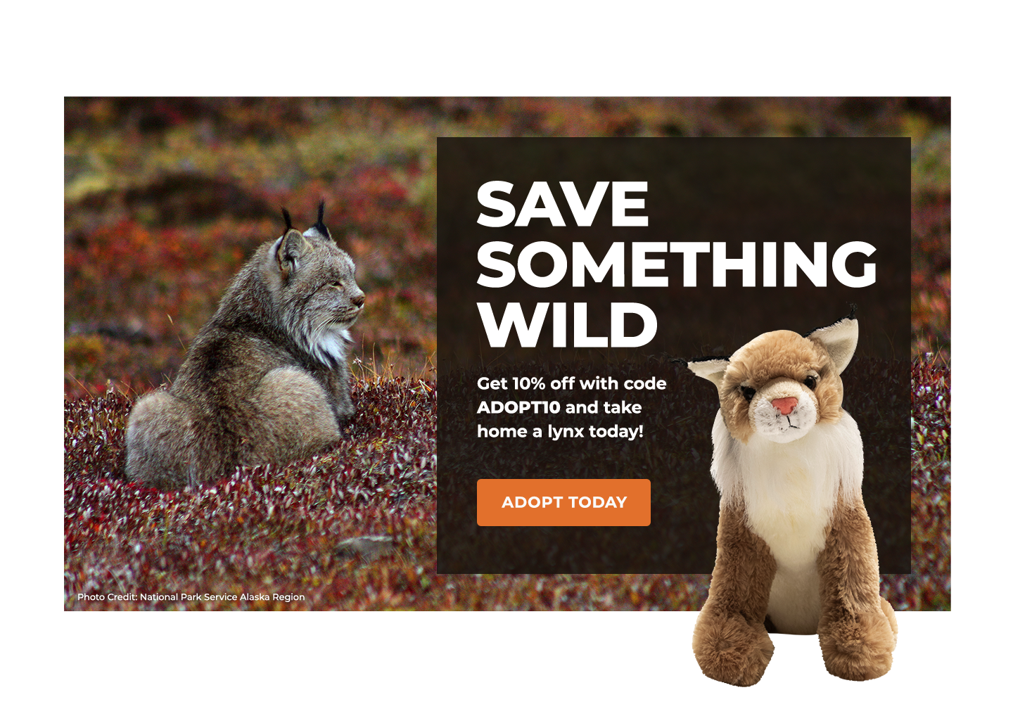 Canada Lynx | Defenders of Wildlife