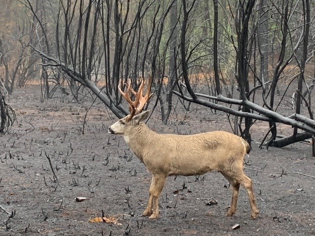 California’s Deadly Wildfires | Defenders of Wildlife