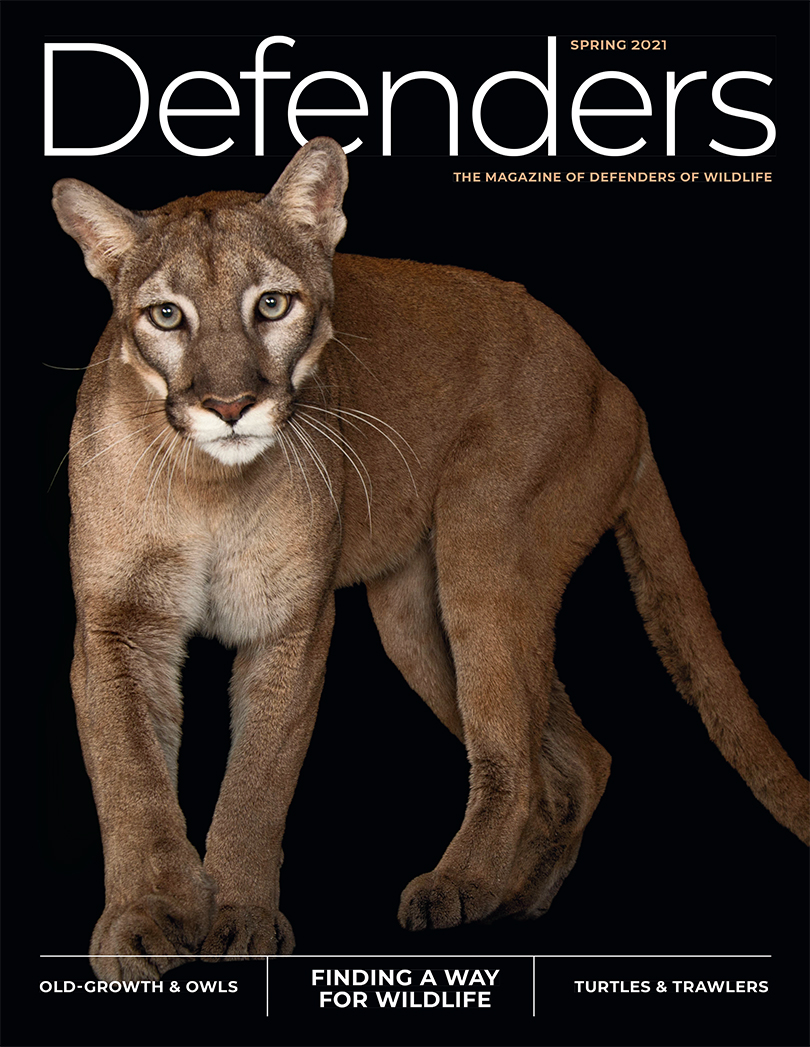 Winter 2013 | Defenders of Wildlife
