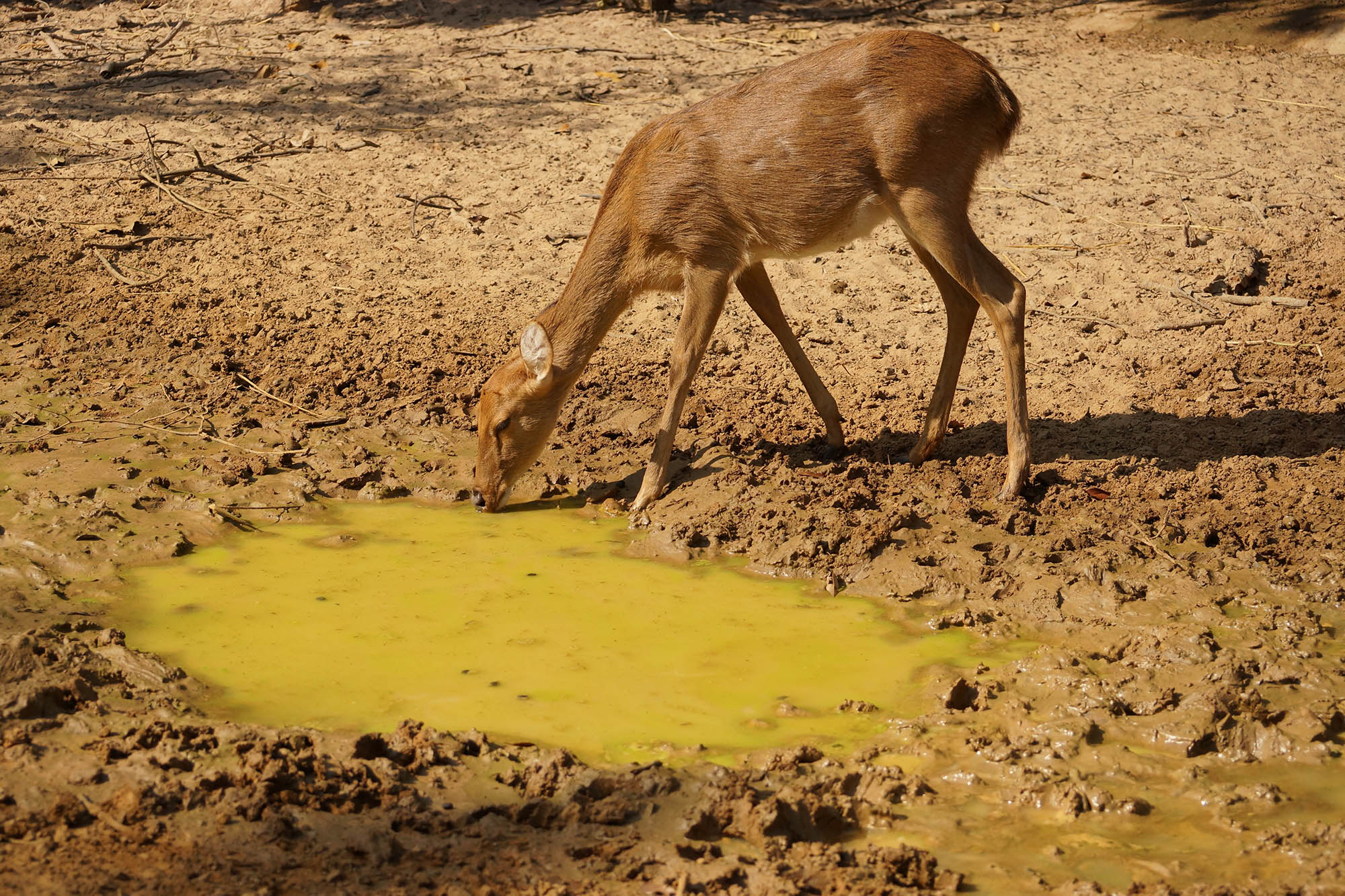The Damage Dealt by Droughts | Defenders of Wildlife
