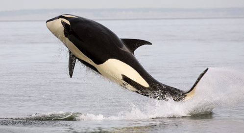 Orcas Love Raingardens | Defenders of Wildlife