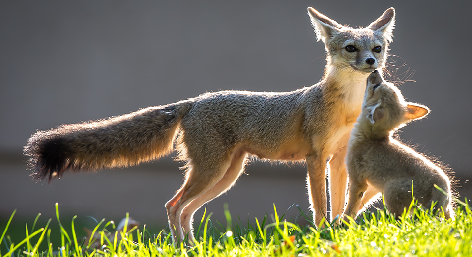 Species at Risk | Defenders of Wildlife