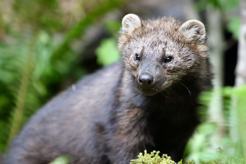 Northern Rockies Fishers One Step Closer To Endangered Species Act northern-rockies-fishers-one-step-closer-to-endangered-species-act