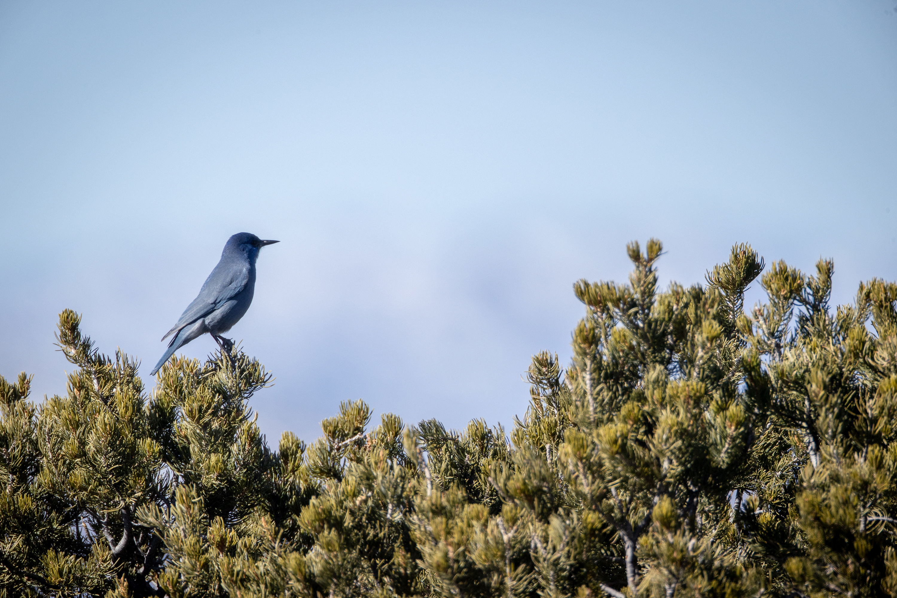 Conservation Groups Reach Settlement Requiring Bureau of Land ...