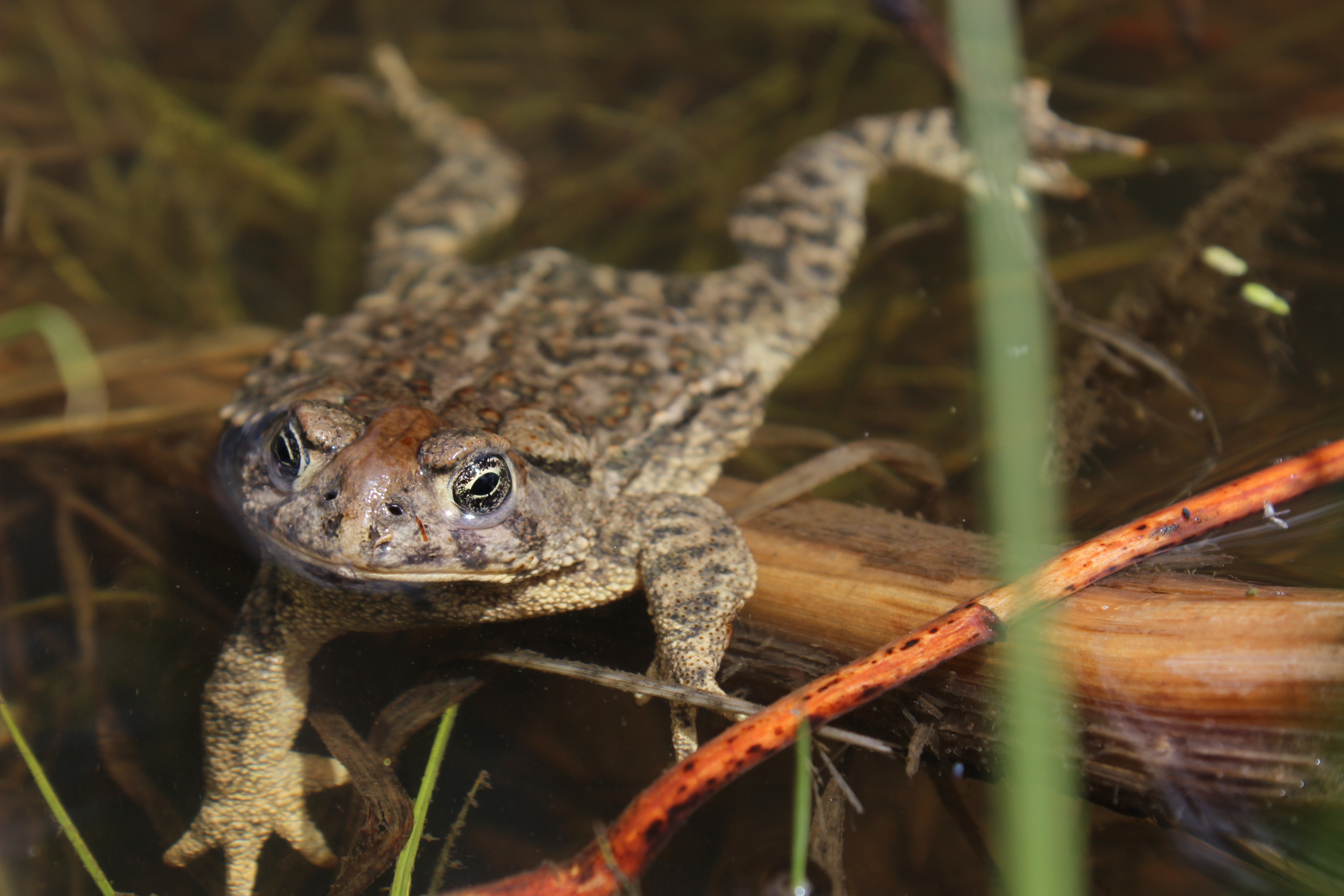 The Wyoming Toad: Leaping Toward Recovery | Defenders of Wildlife