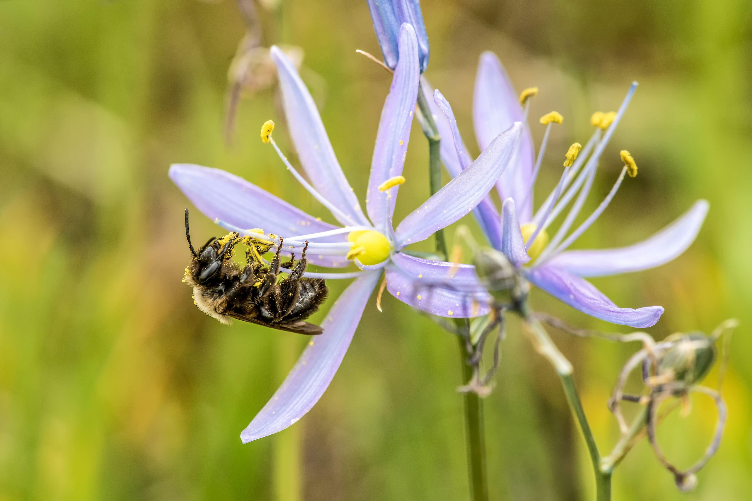 What’s the Buzz Around Pollinators? | Defenders of Wildlife