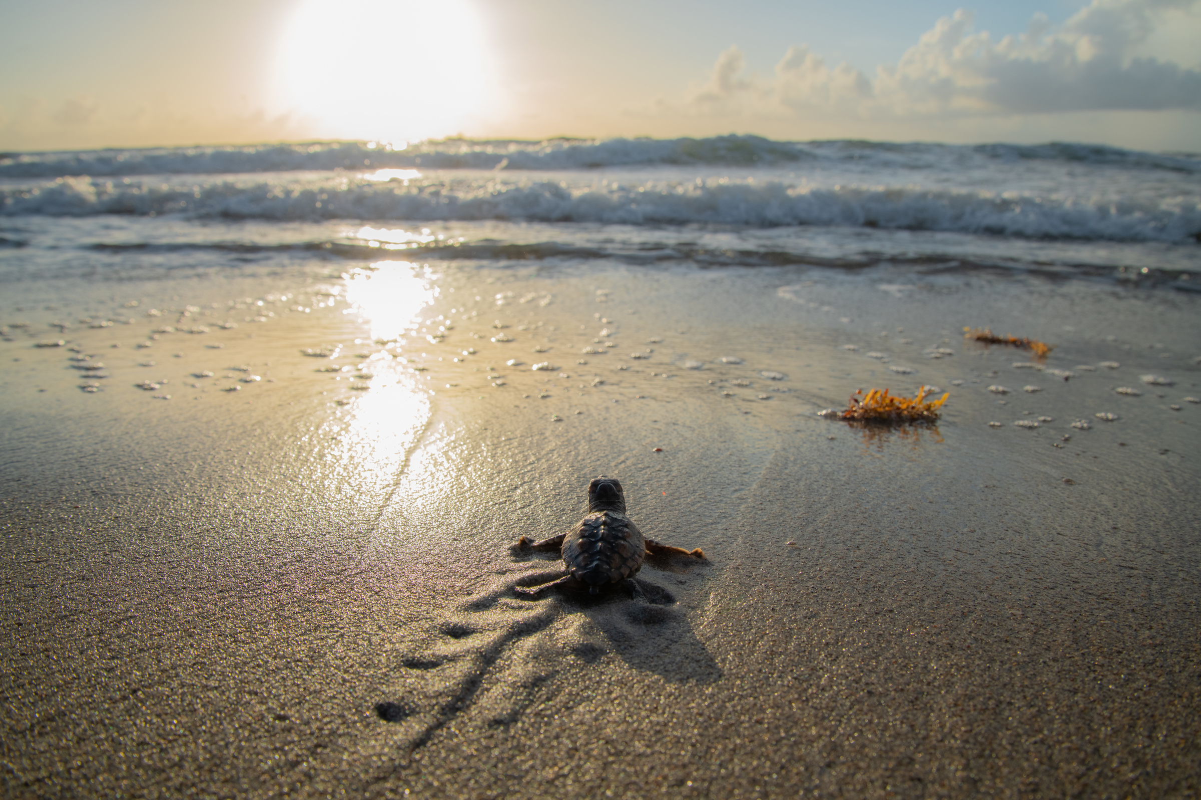 How You Can Help Sea Turtles | Defenders of Wildlife