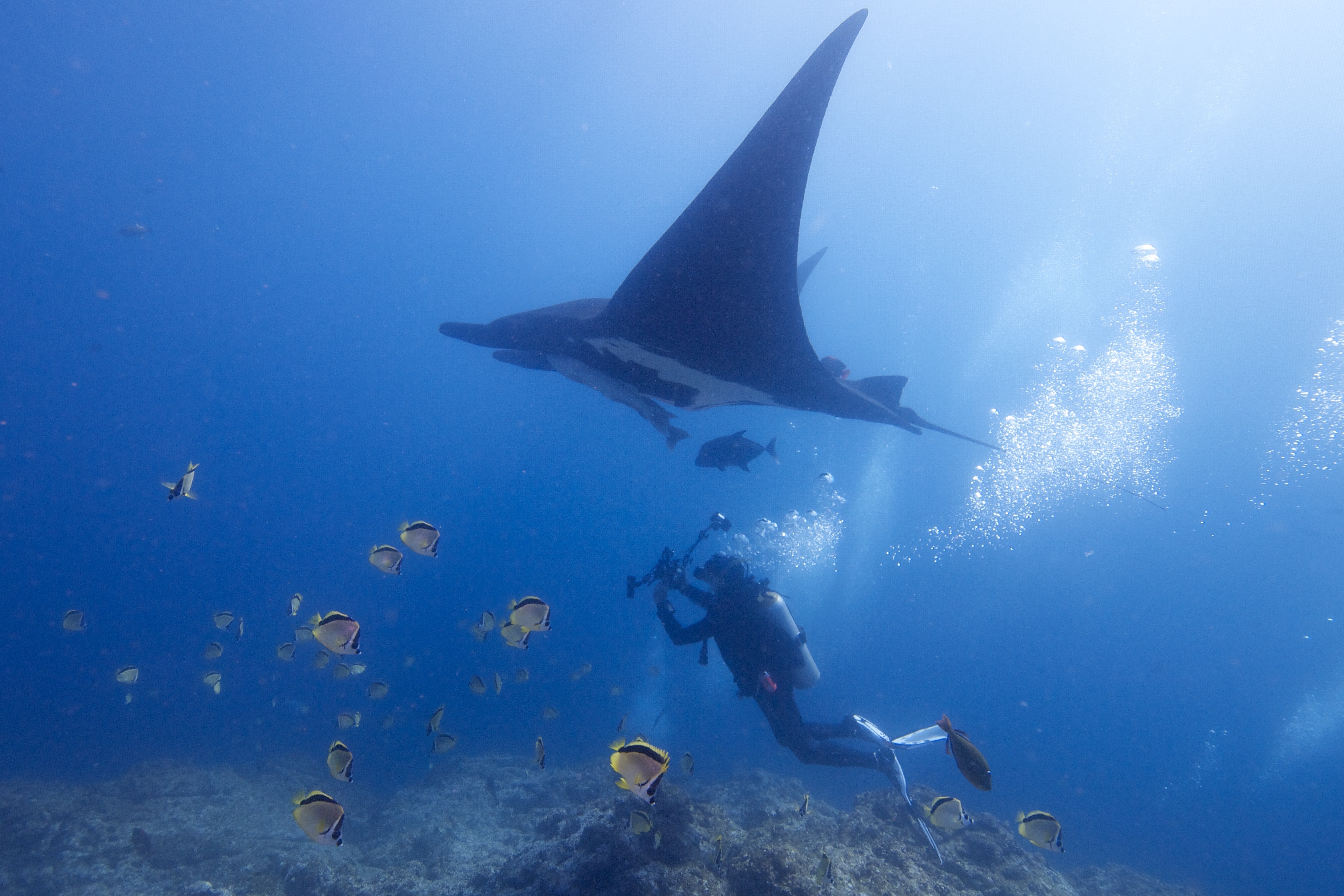Diving into Recovery Efforts for the Giant Manta Ray | Defenders of ...