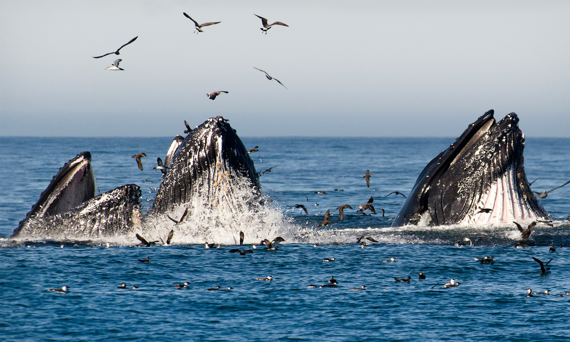 Thank a Whale for Every (Other) Breath You Take | Defenders of Wildlife