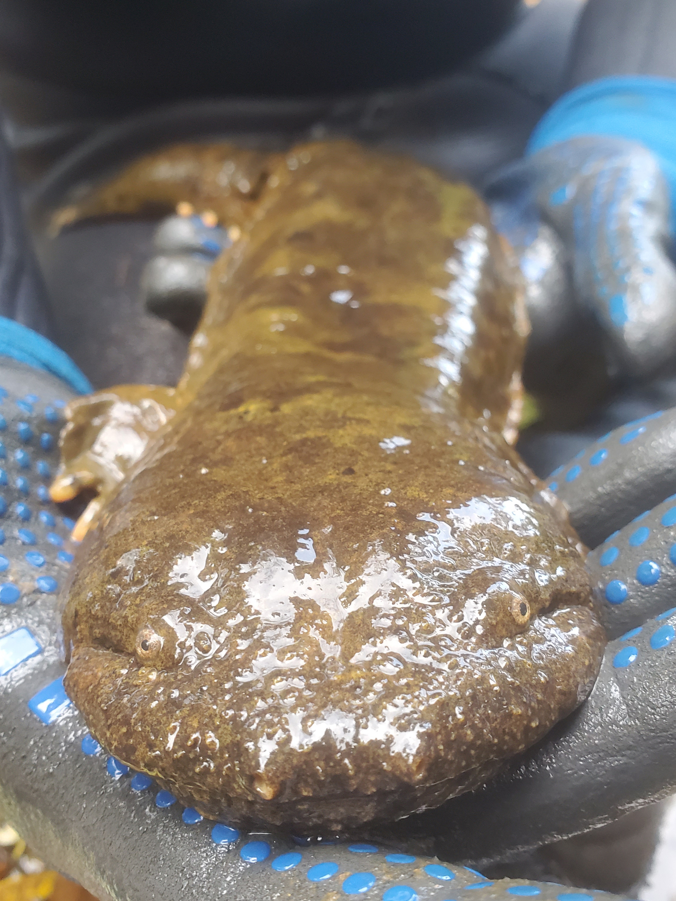 Making Connections: Farmers, Meet Hellbenders | Defenders of Wildlife