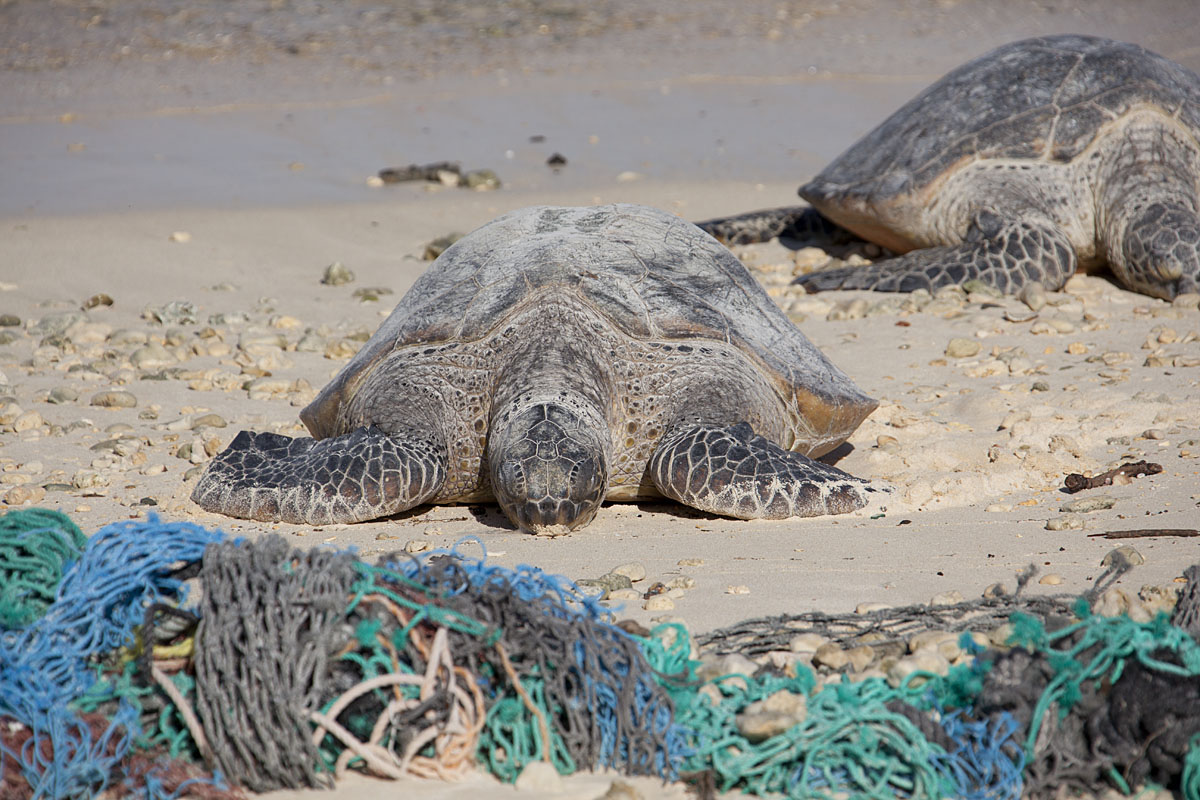 Nurdles: Hurdles for Turtles (And How YOU Can Help) | Defenders of Wildlife