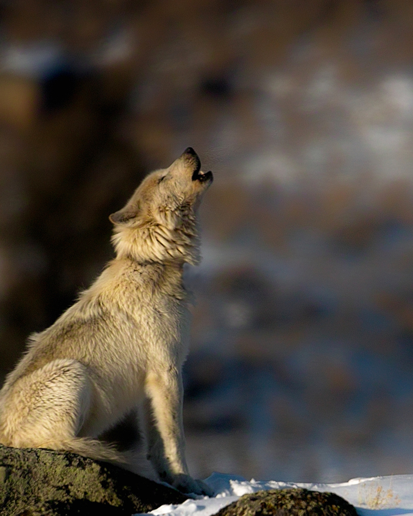 Coexisting with Gray Wolves | Defenders of Wildlife