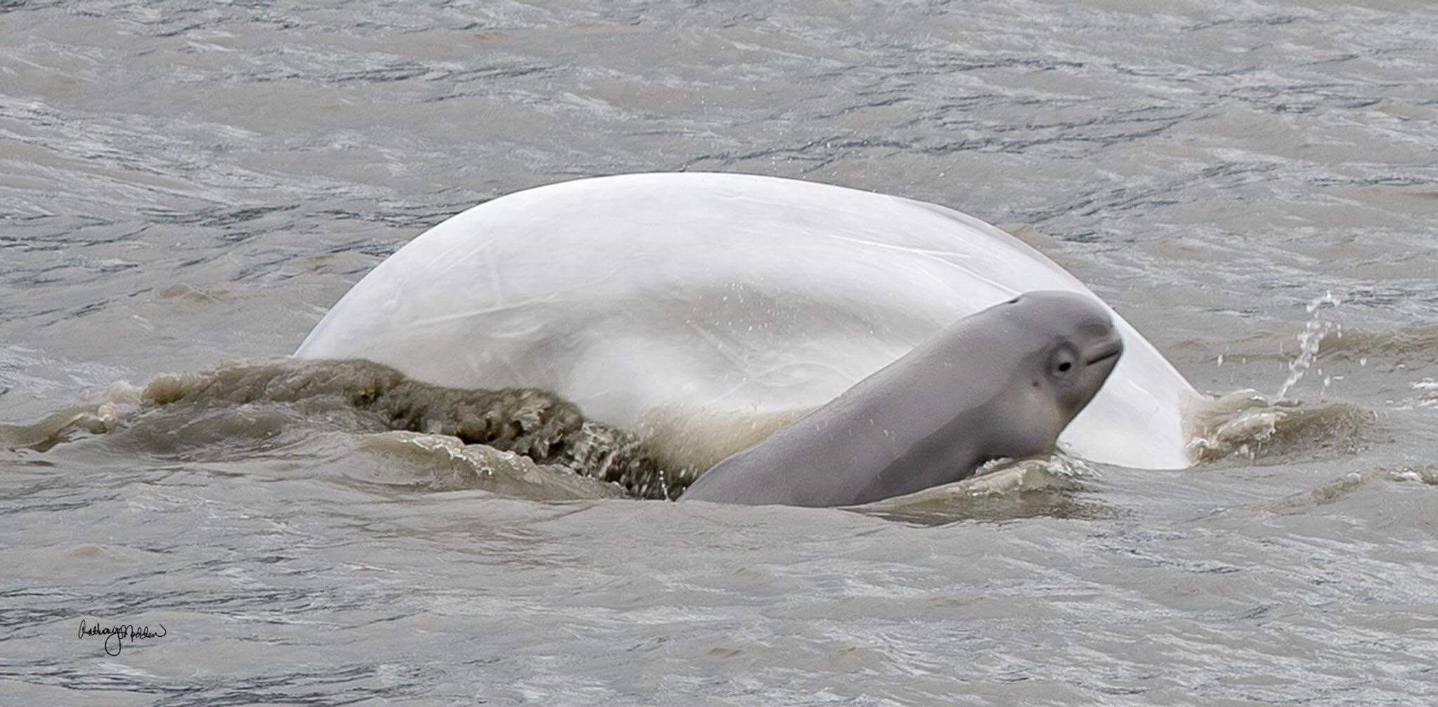 Numbers Drop for Cook Inlet Belugas | Defenders of Wildlife
