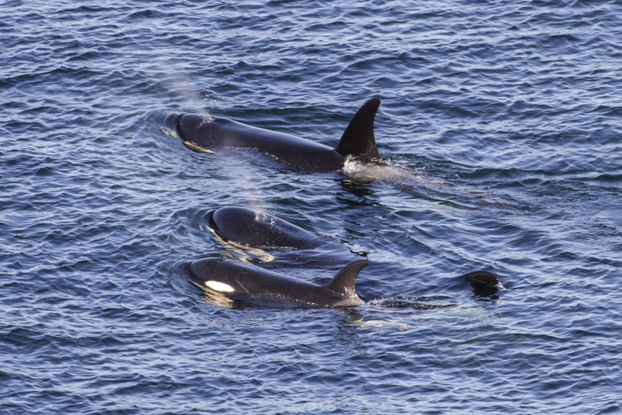 The Fate of Our Salmon-Eating Orcas Is Tied to Dam Removal | Defenders ...