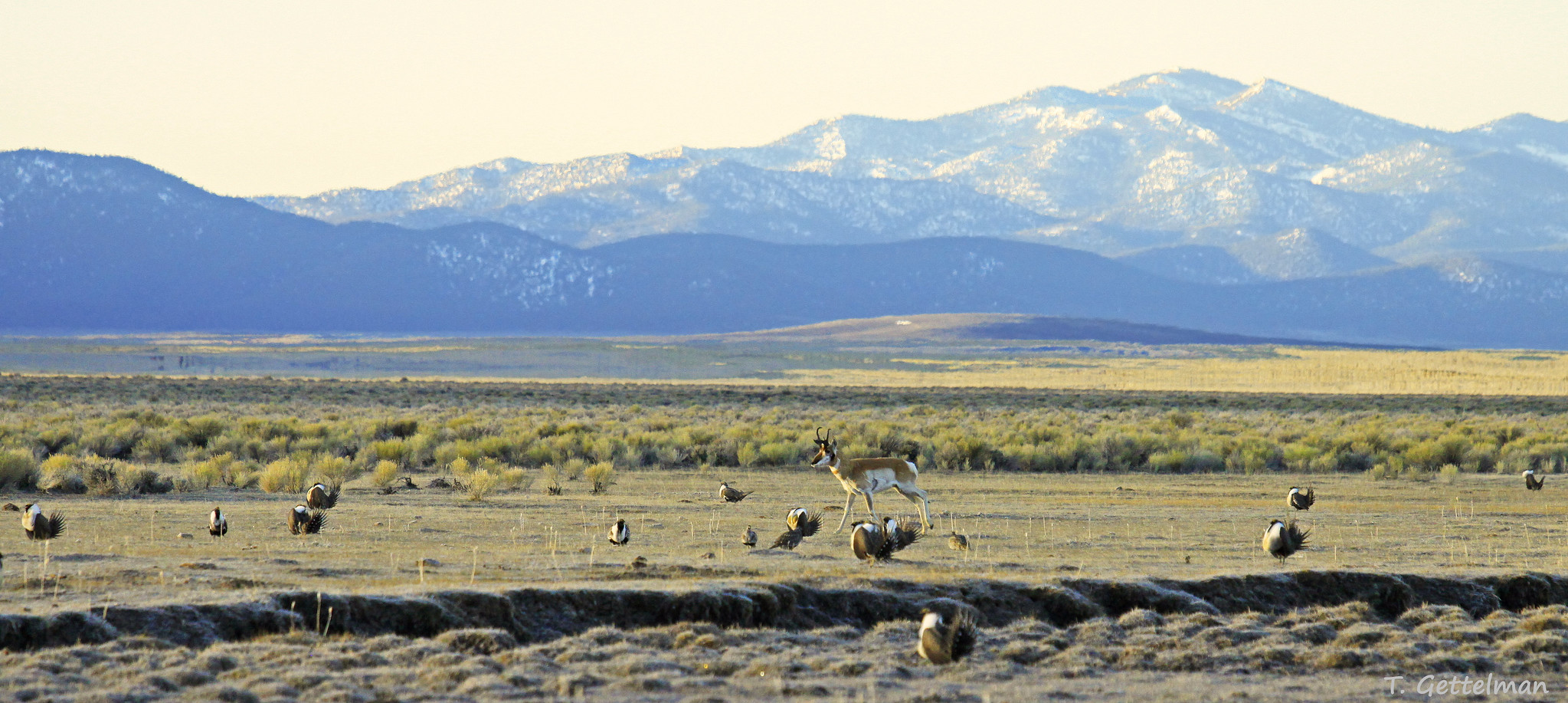 Saving the Sagebrush Sea | Defenders of Wildlife