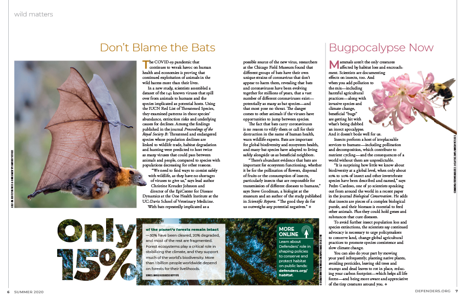 Don’t Blame the Bats | Defenders of Wildlife