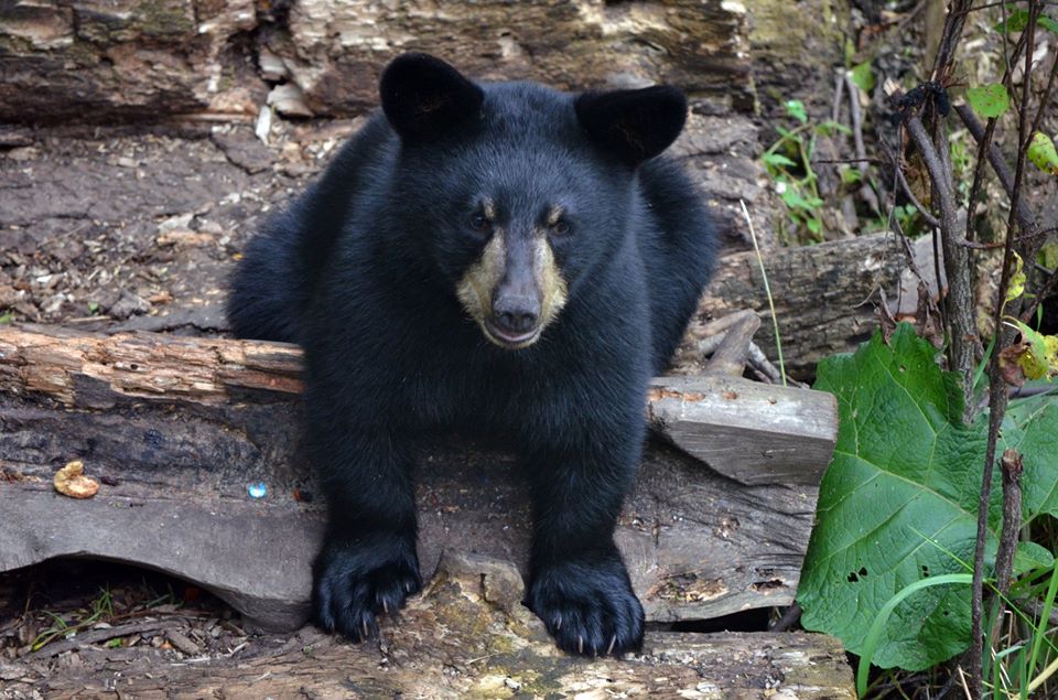 Bear Necessities | Defenders of Wildlife