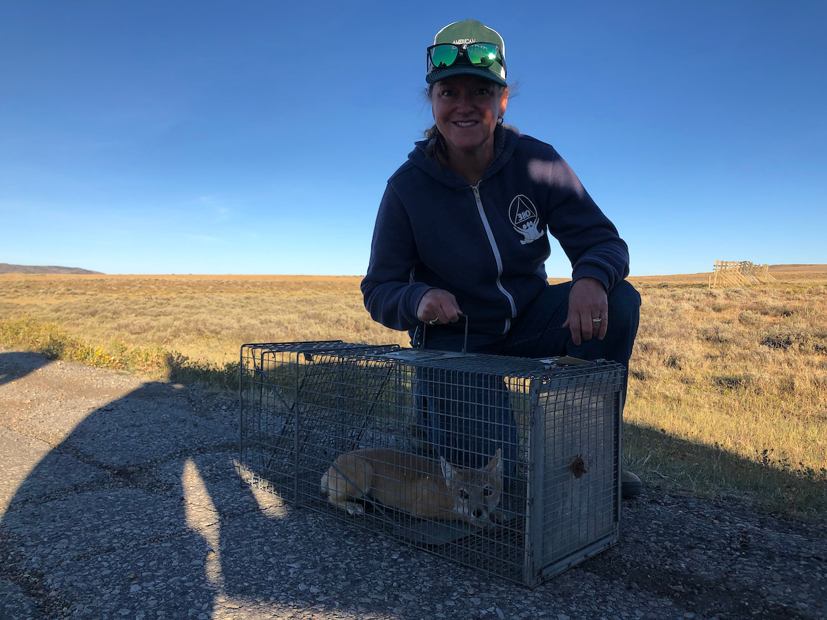 Restoring Swift Foxes to Fort Belknap | Defenders of Wildlife