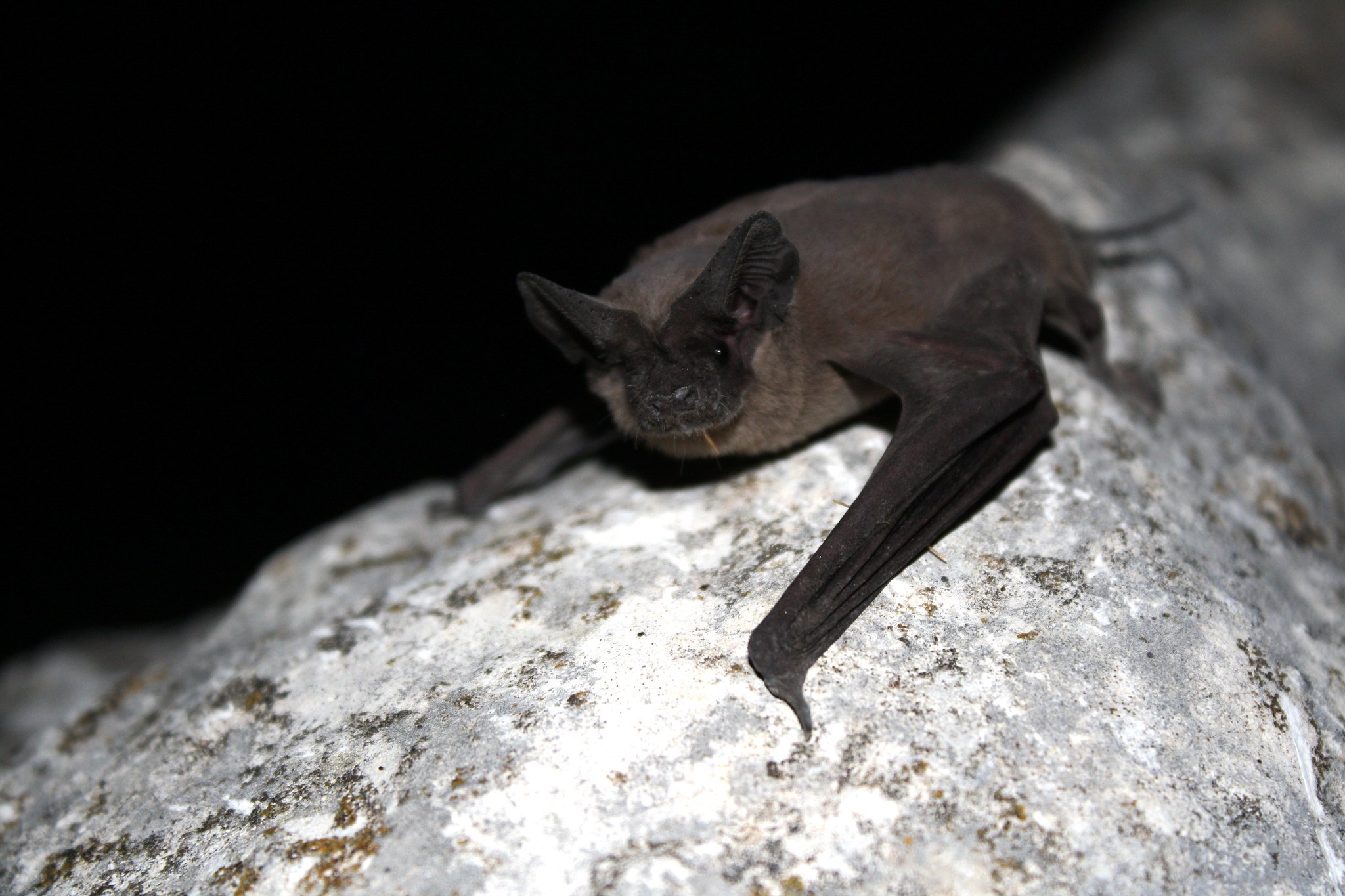 Celebrating Bat Week in Bat City, USA | Defenders of Wildlife