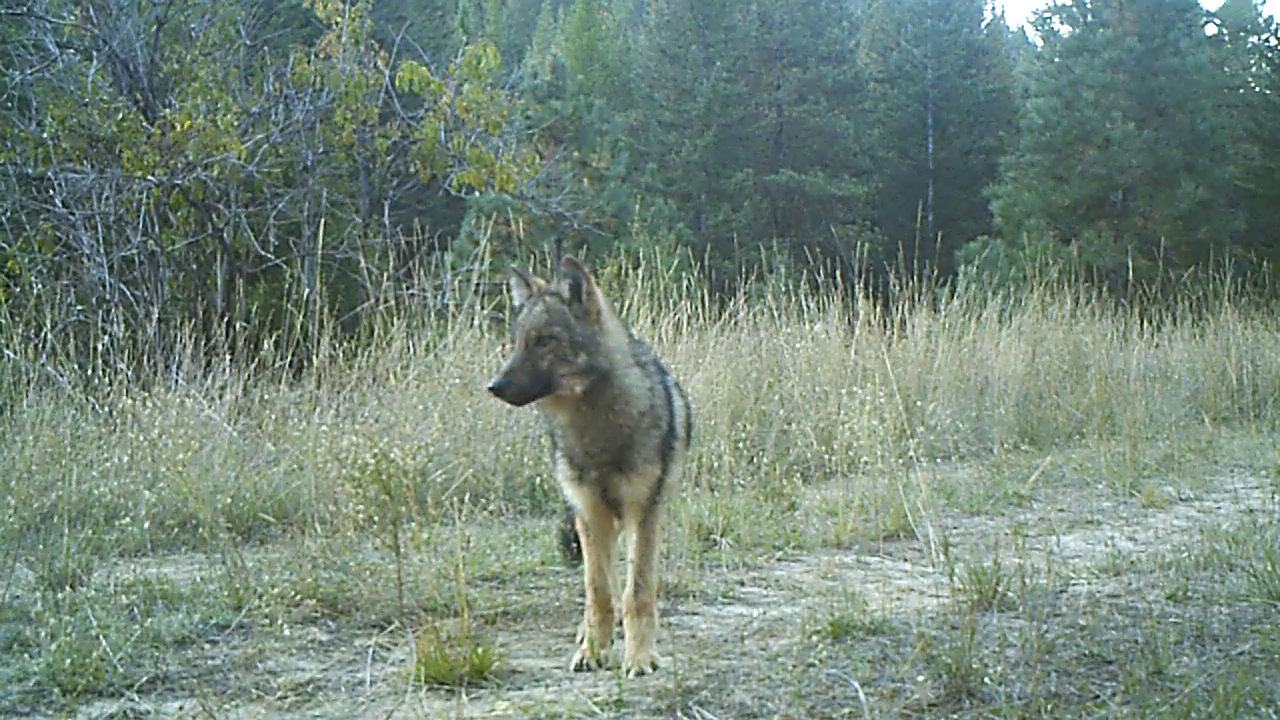 The Life and Legacy of Washington’s Oldest Wolf | Defenders of Wildlife