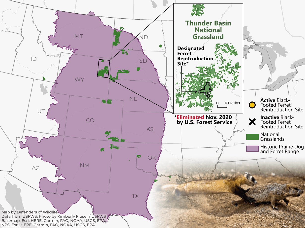 Thunder Basin National Grassland | Defenders of Wildlife