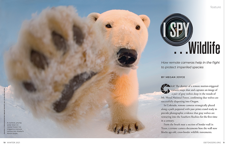 I Spy… Wildlife | Defenders of Wildlife