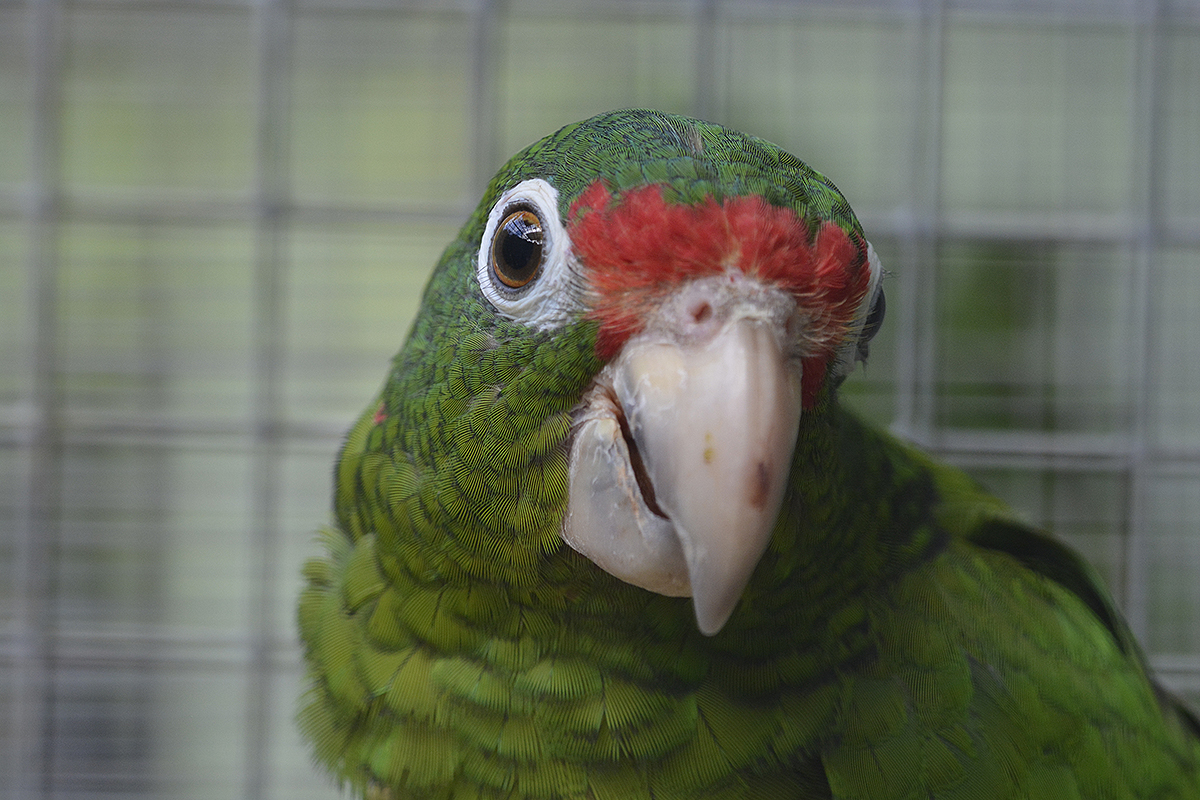 El Bosque Nacional El Yunque y la cotorra puertorriqueña: Una historia ...