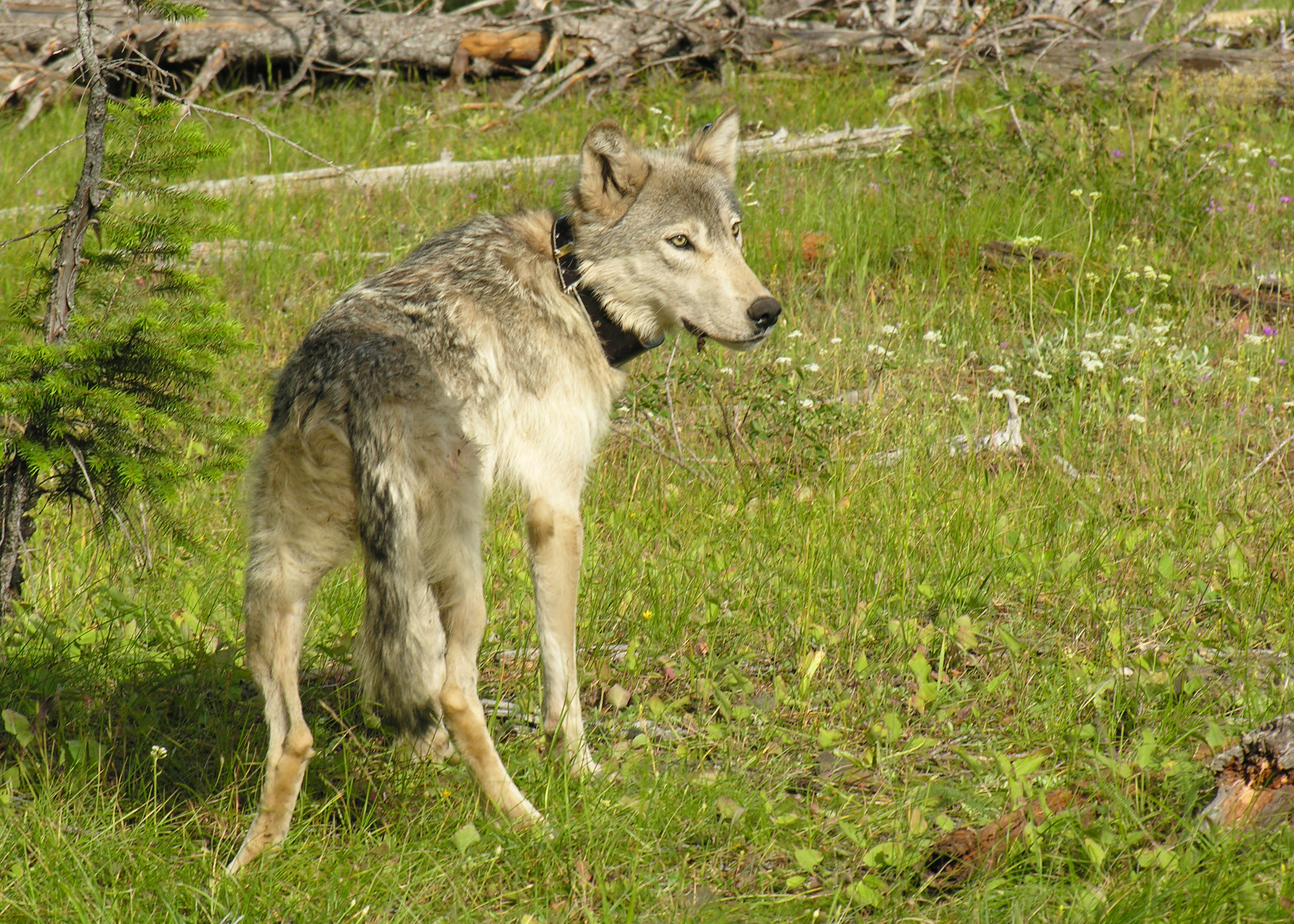 Oregon Wolves Blaze a Trail for California Wolf Recovery | Defenders of ...