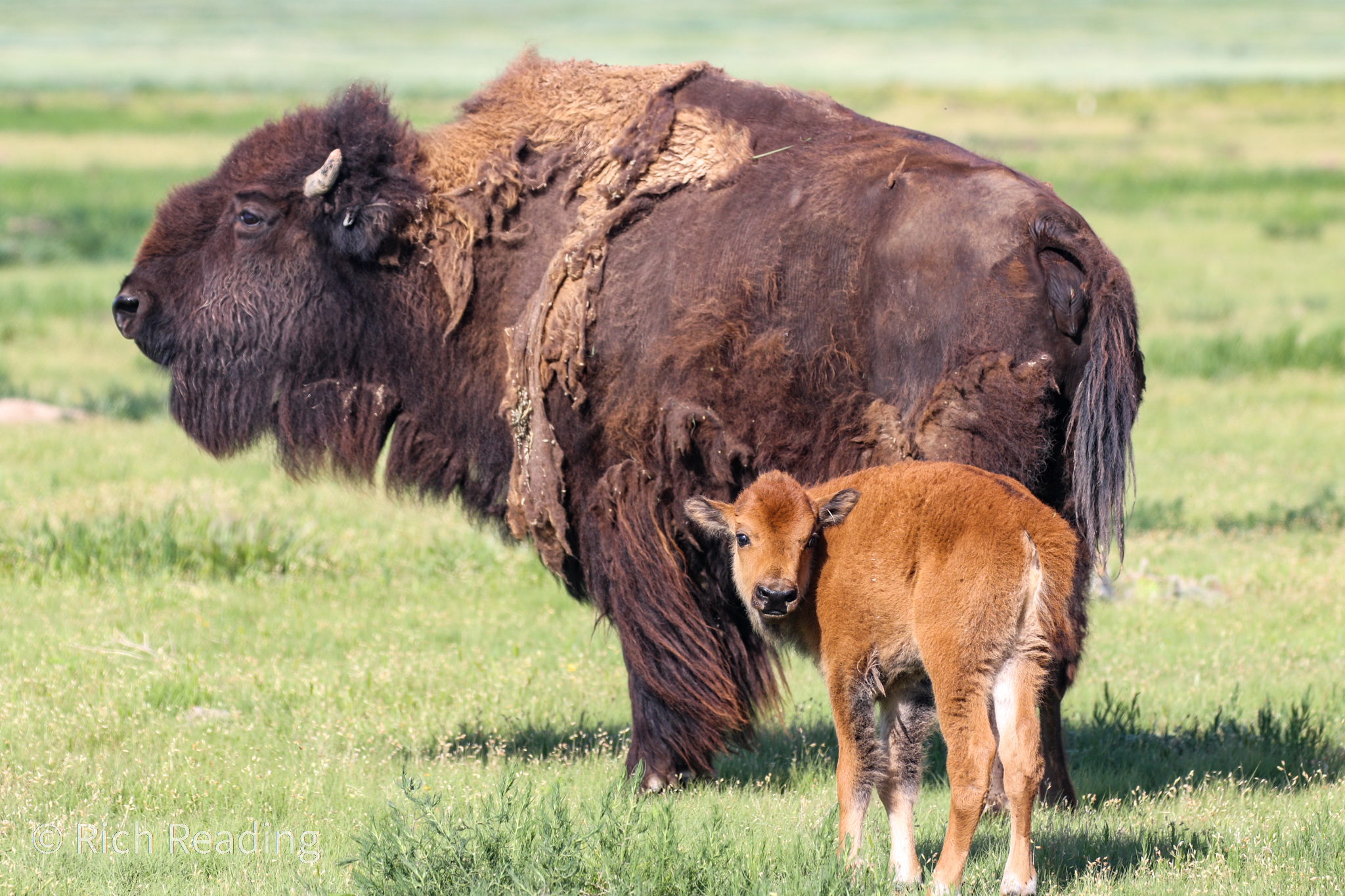 National Bison Day, A Day of Remembrance and Celebration | Defenders of ...
