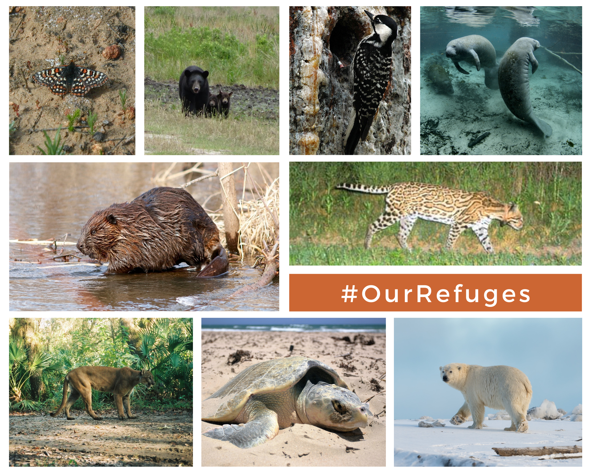 The National Wildlife Refuge Expansion Campaign | Defenders of Wildlife
