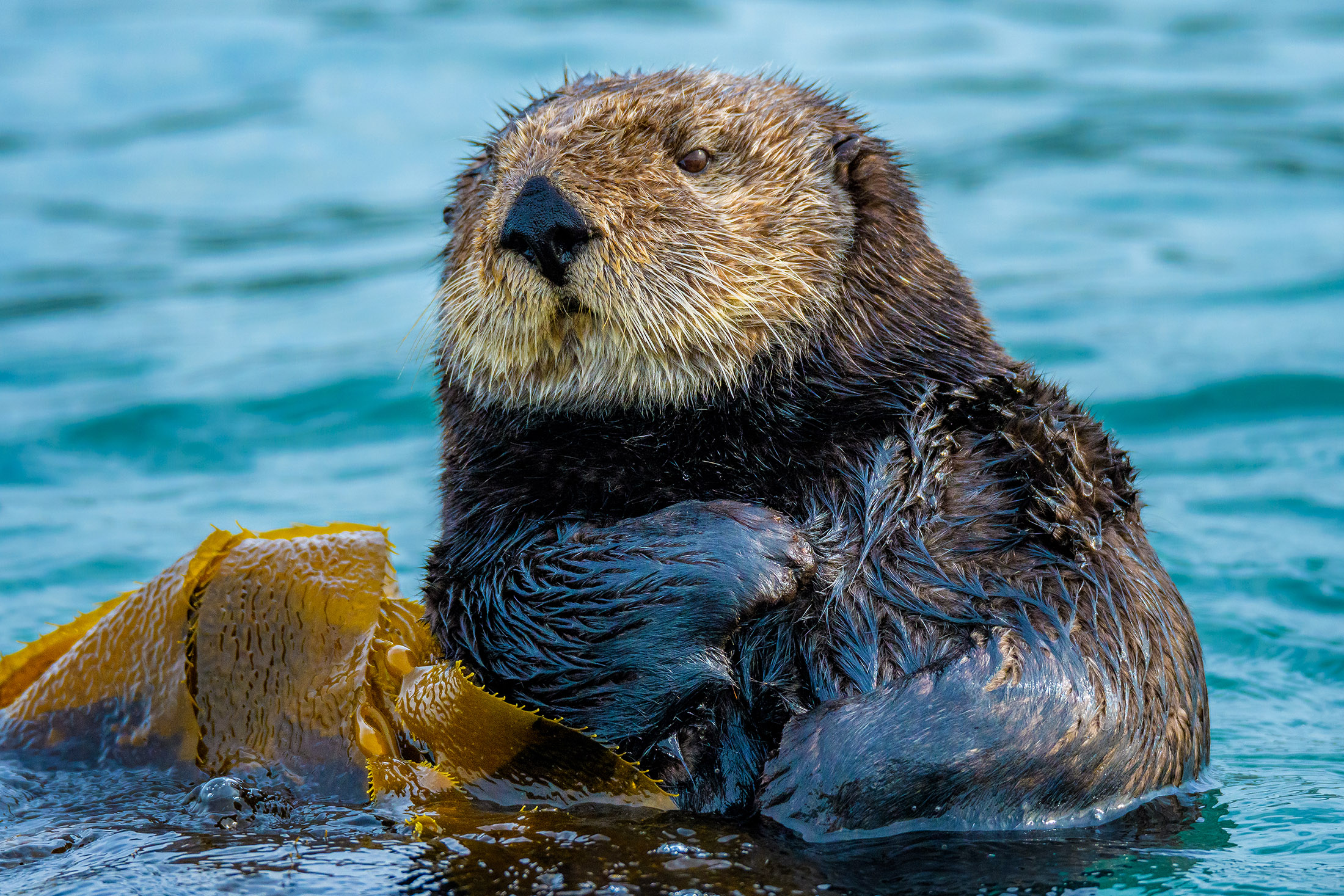Why Are Sea Otters Important to the Ecosystem? | Defenders of Wildlife