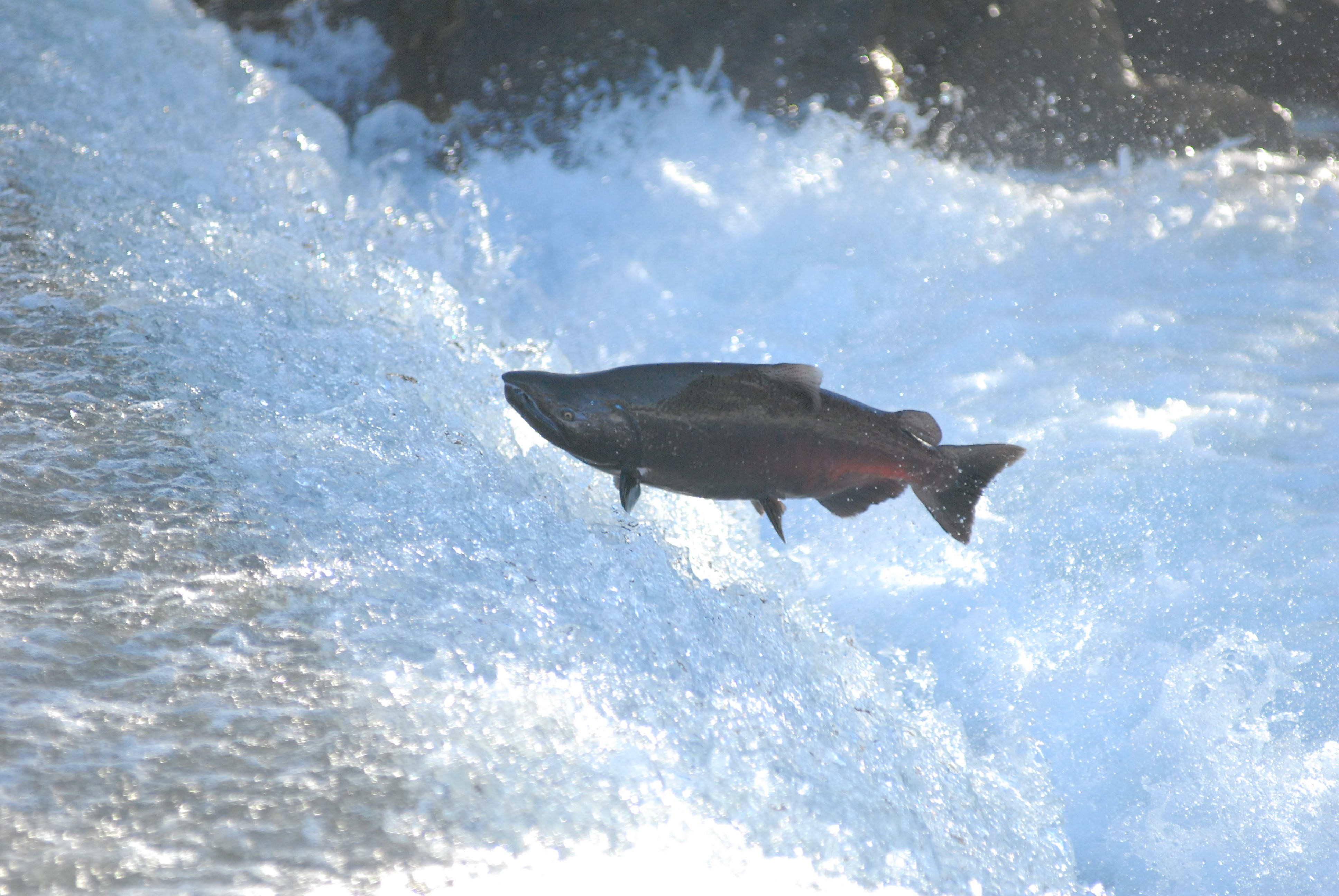Stream to Sea: Undamming the Future of Salmon, Orcas and the Pacific ...