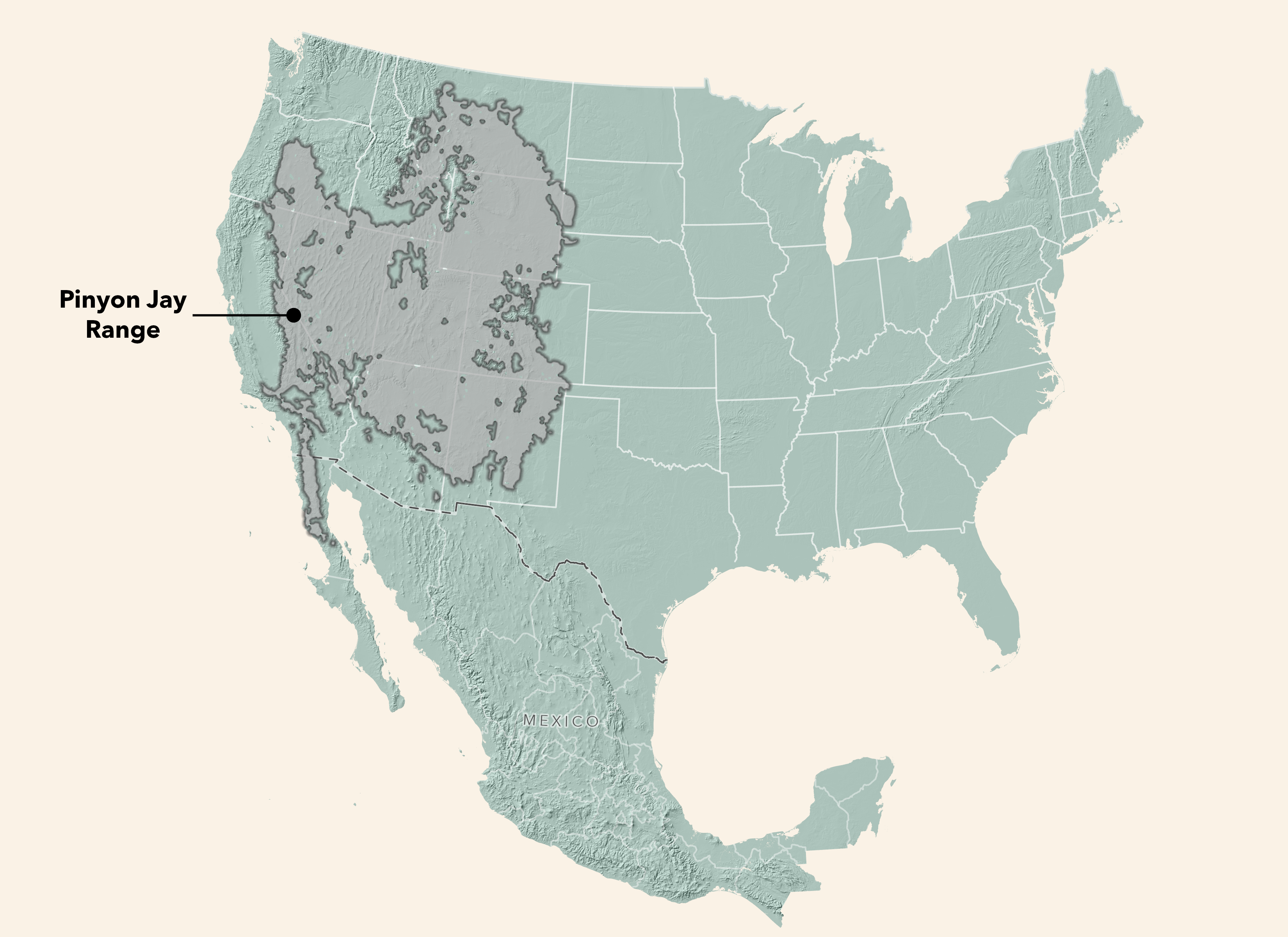 Pinyon Jay | Defenders of Wildlife