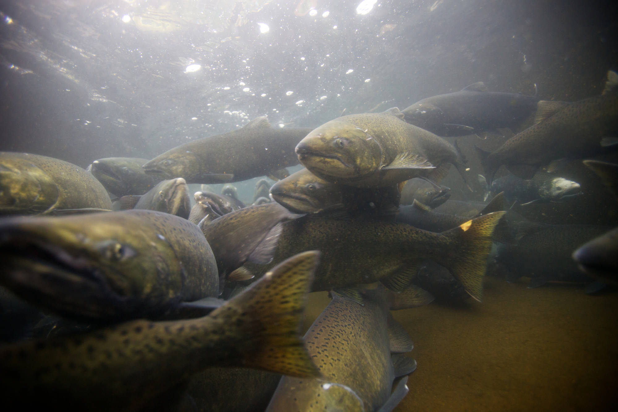 How Creosote Contamination Threatens Puget Sound’s Waters, Orcas and ...