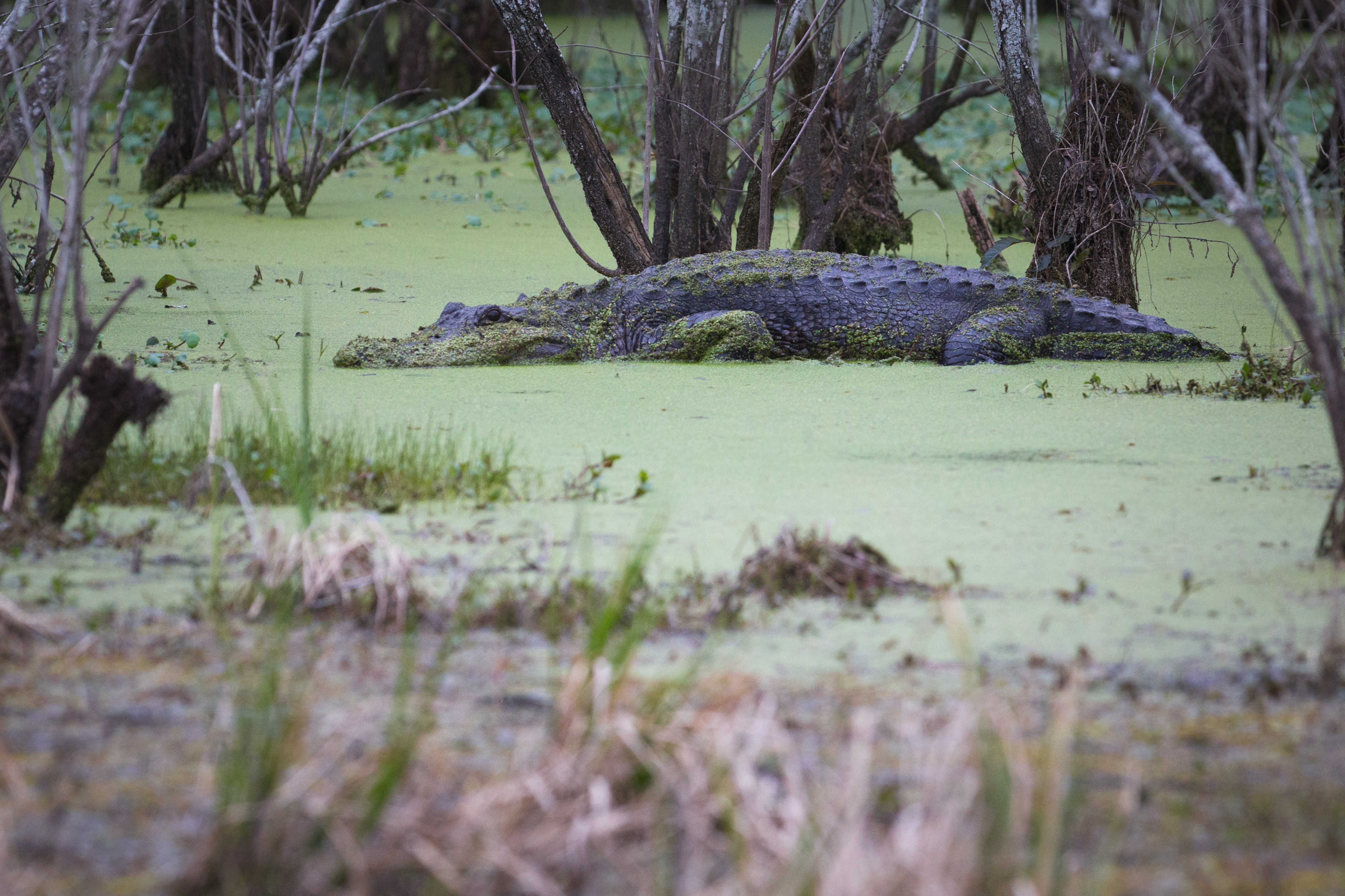 Conserving Wildlife in Urban Refuges | Defenders of Wildlife