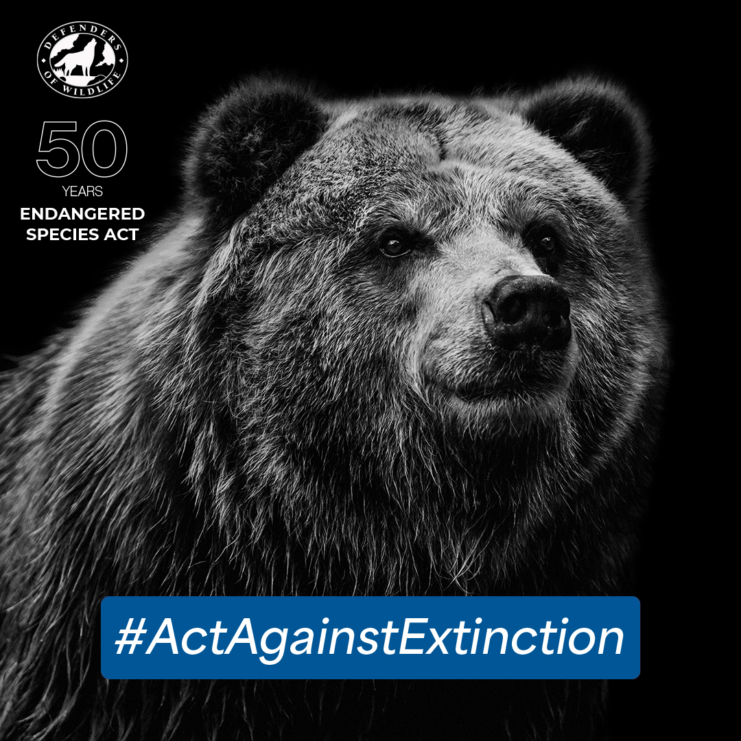 A Closer Look at the Visionary U.S. Endangered Species Act | Defenders ...
