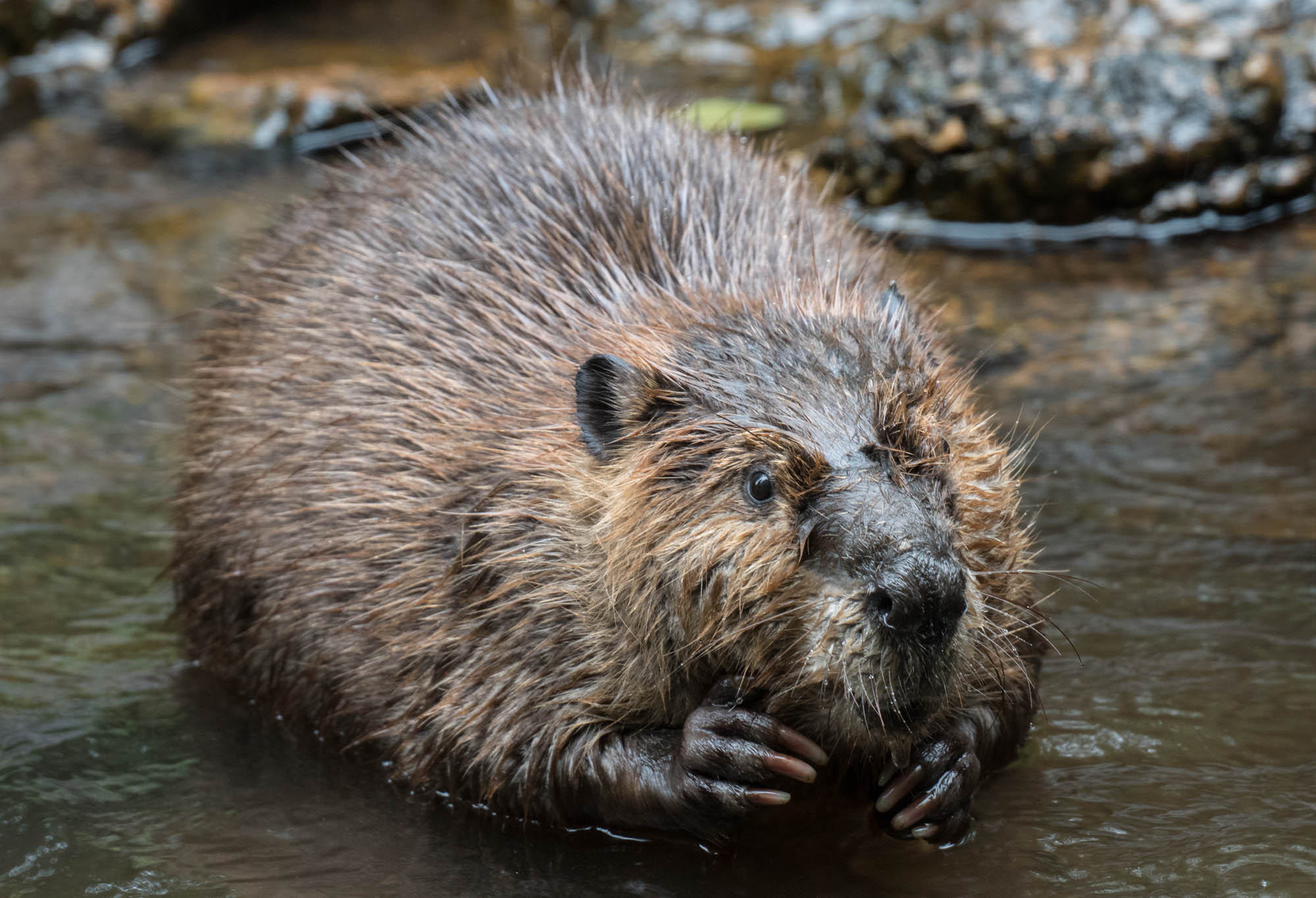 Leave it to Beavers | Defenders of Wildlife