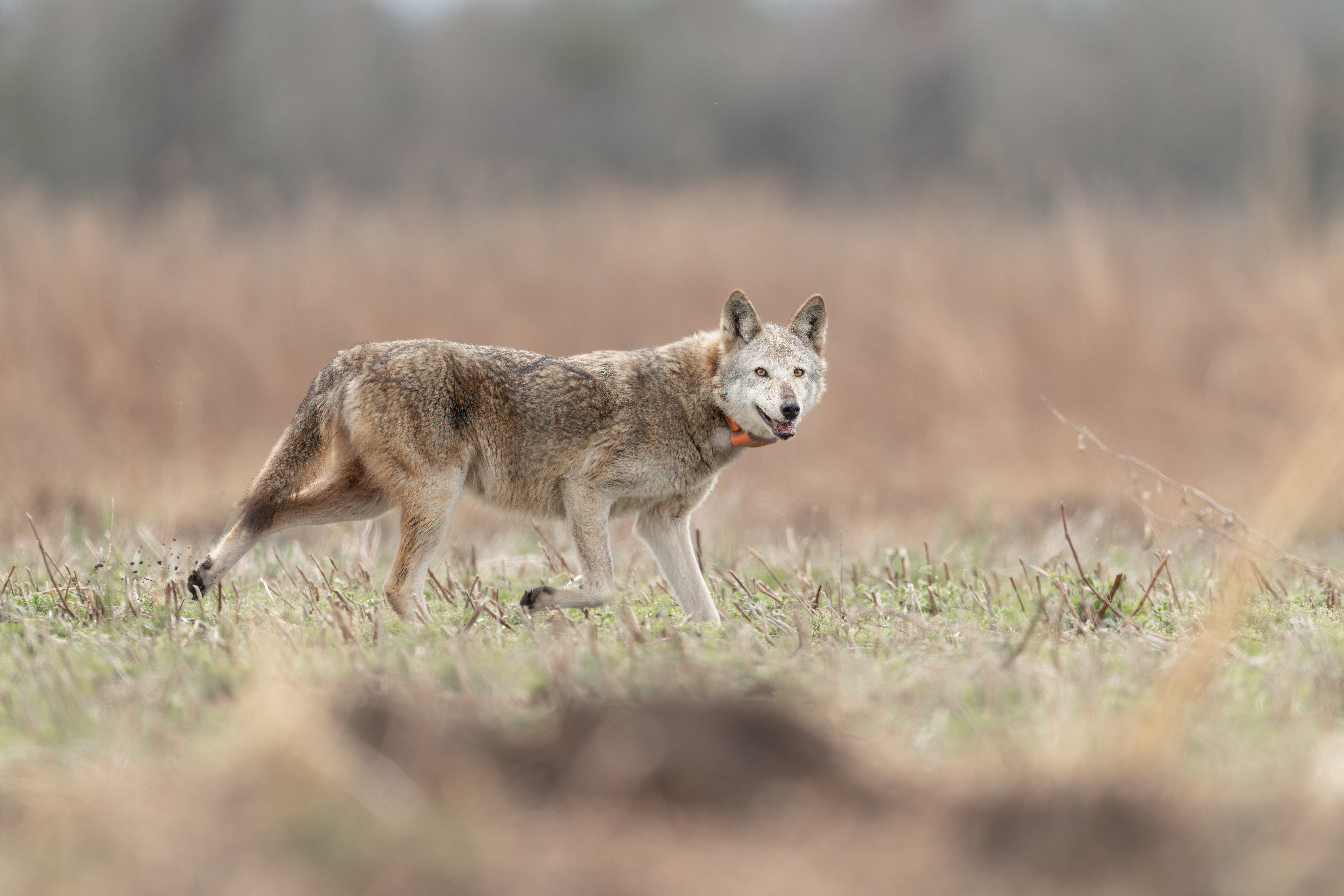 Historic Settlement Secures Conservation of Endangered Red Wolves in ...