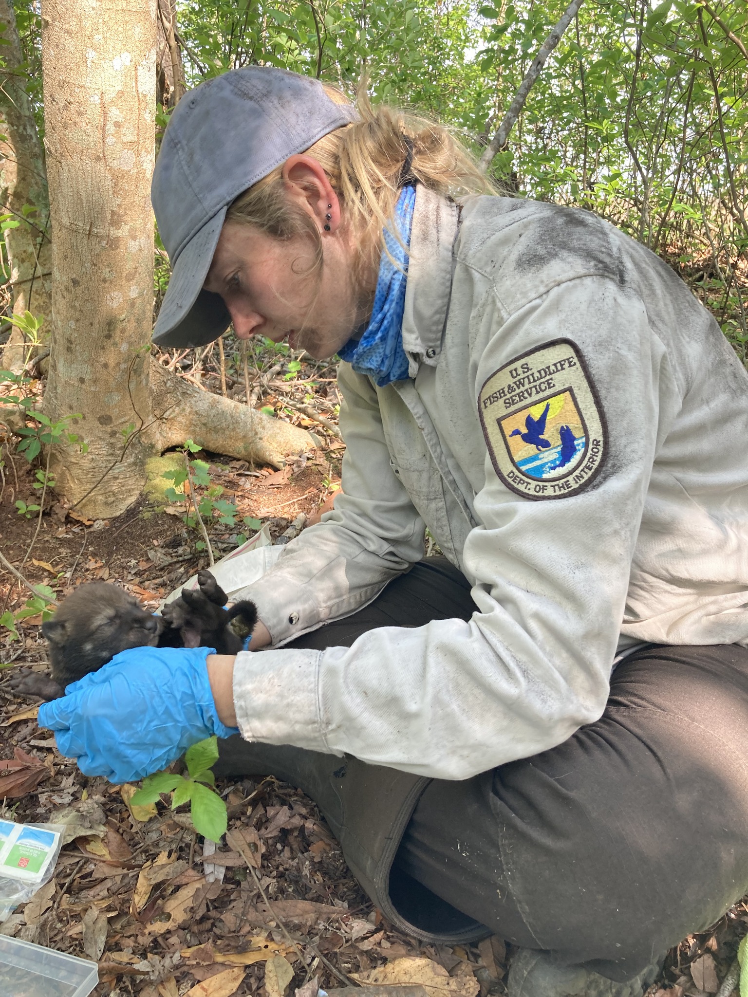New Litter of Red Wolf Pups Born in the Wild | Defenders of Wildlife