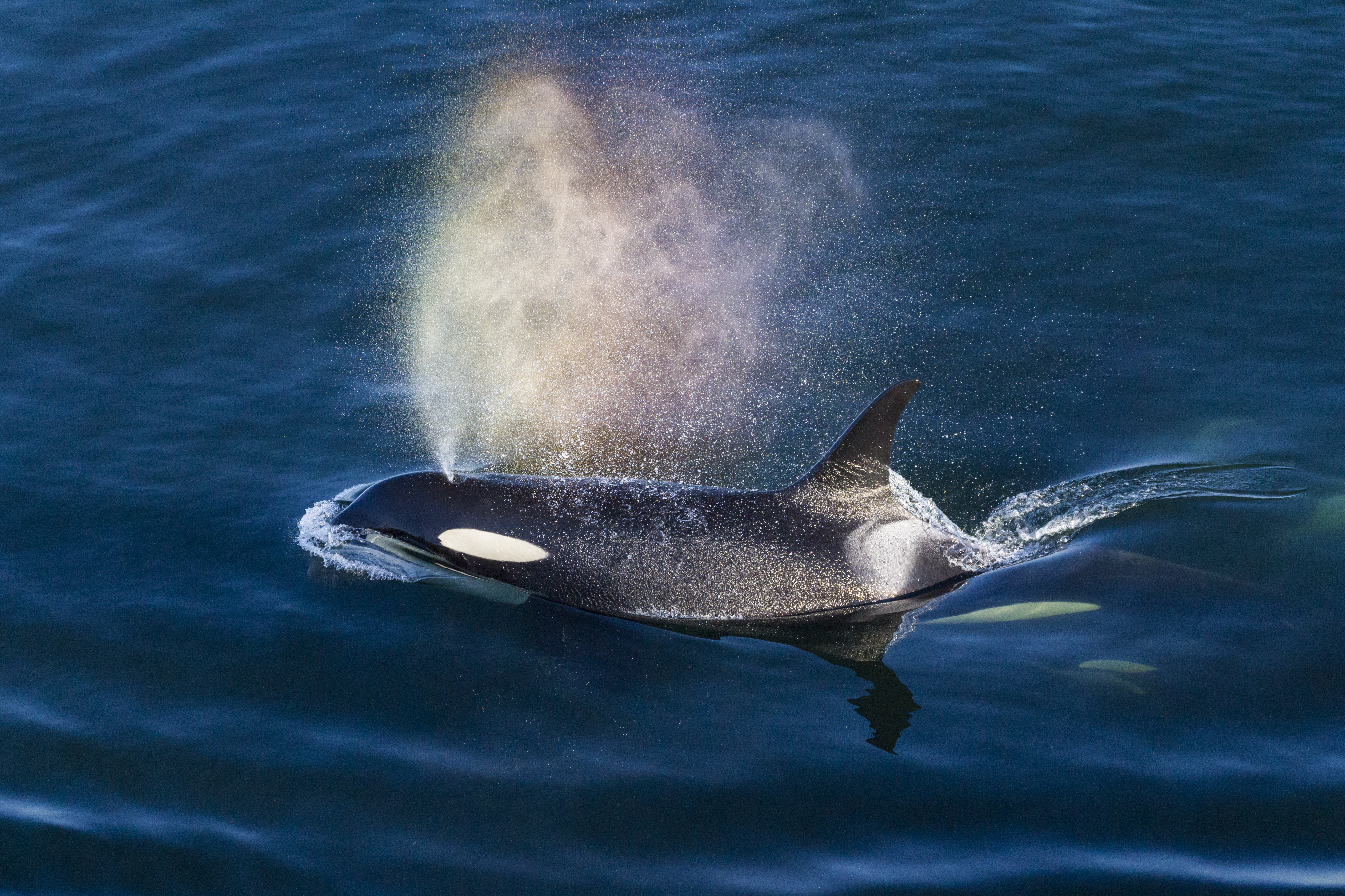 The Legacy of the Southern Resident Orca | Defenders of Wildlife