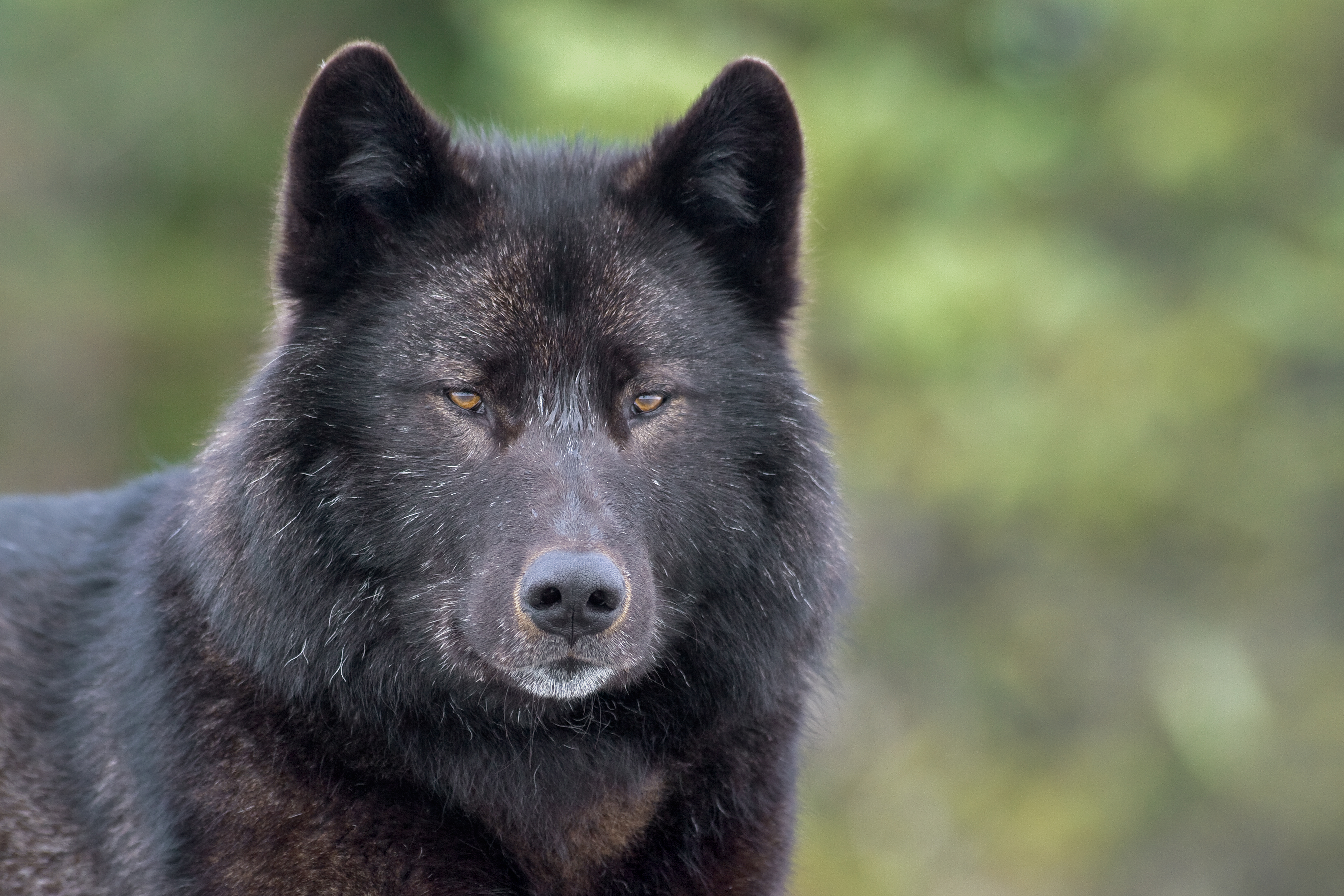 The Path Forward for Alaska’s Alexander Archipelago Wolves | Defenders ...