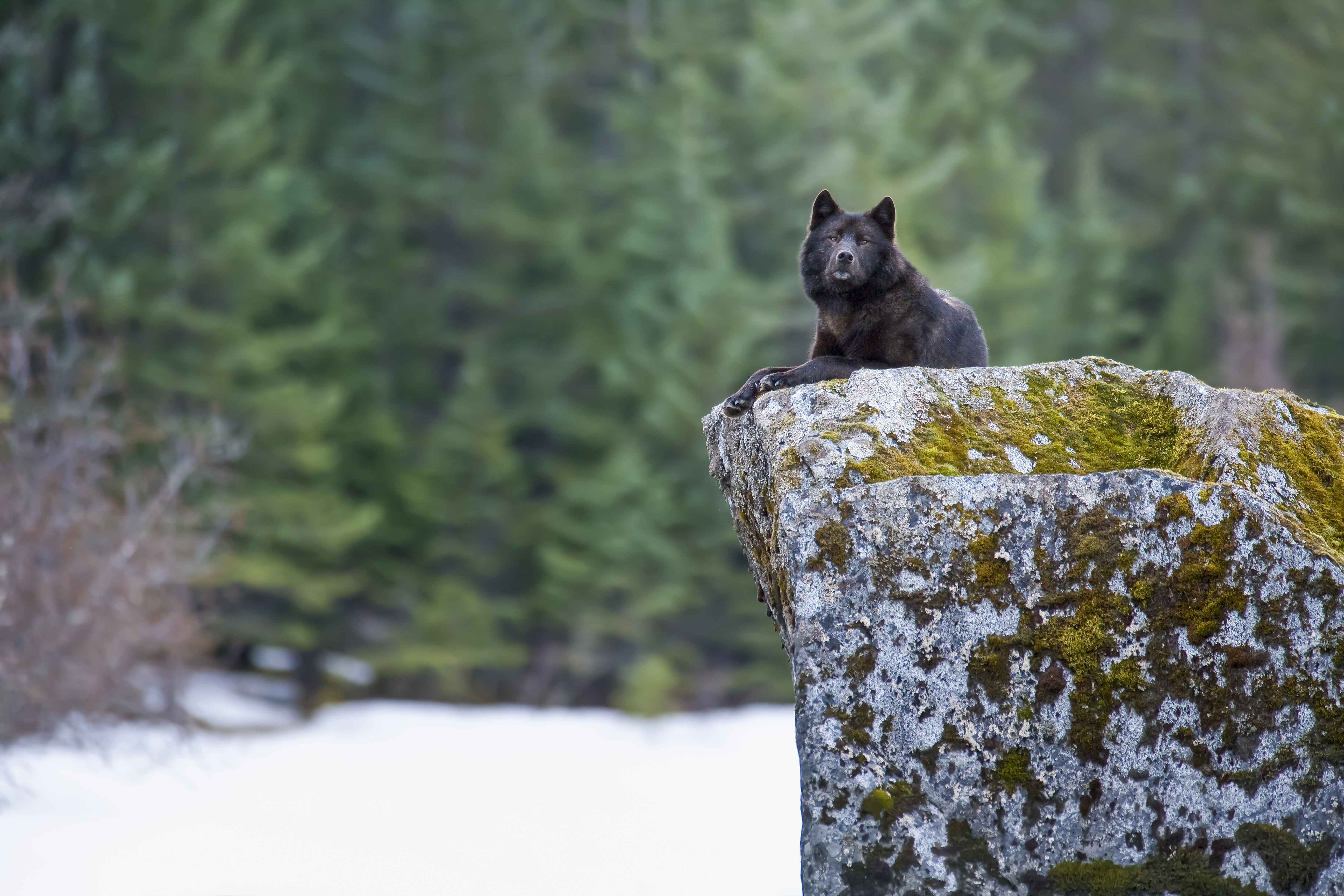 The Path Forward for Alaska’s Alexander Archipelago Wolves | Defenders ...
