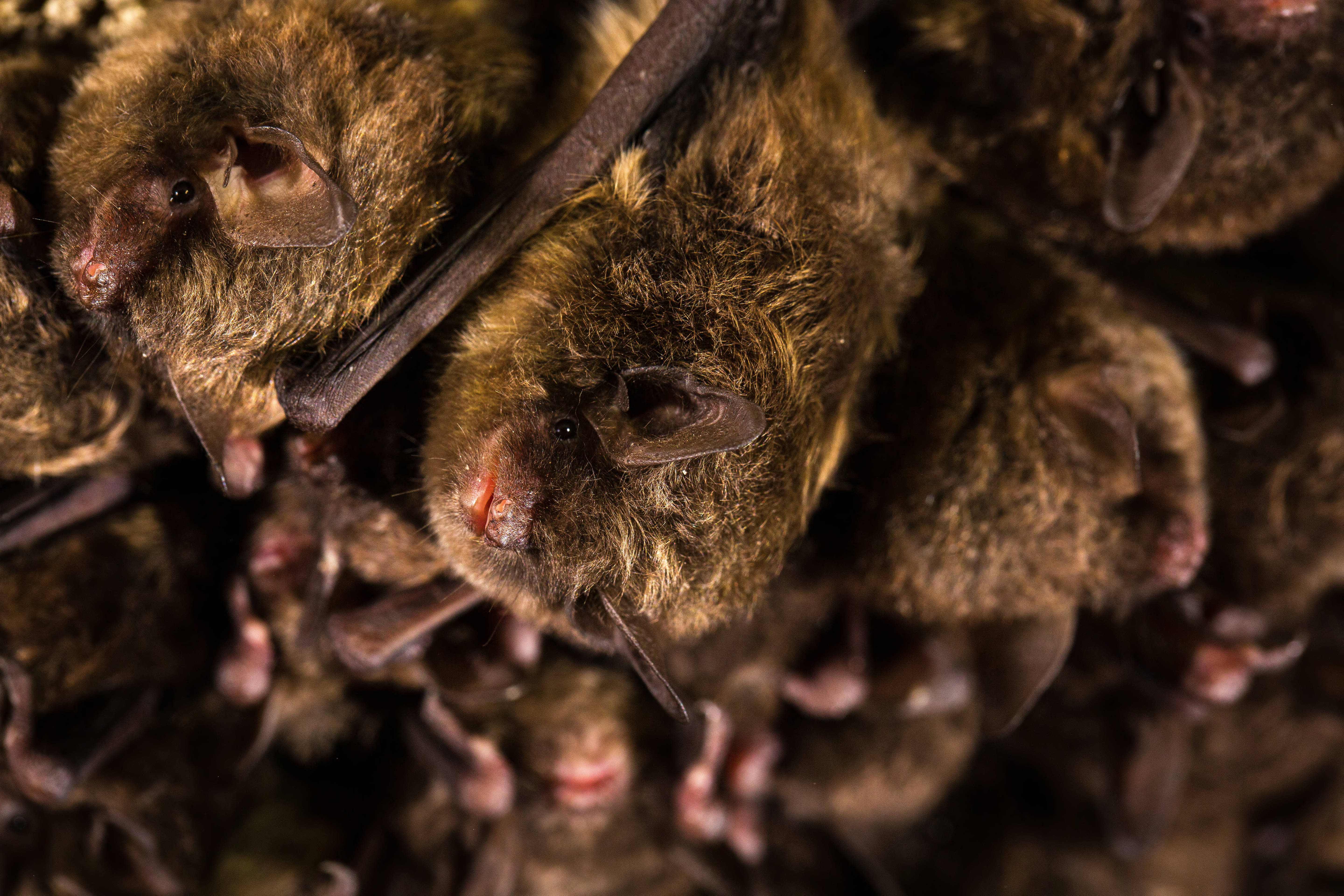 Seven Not-So-Spooky Facts About Bats | Defenders of Wildlife