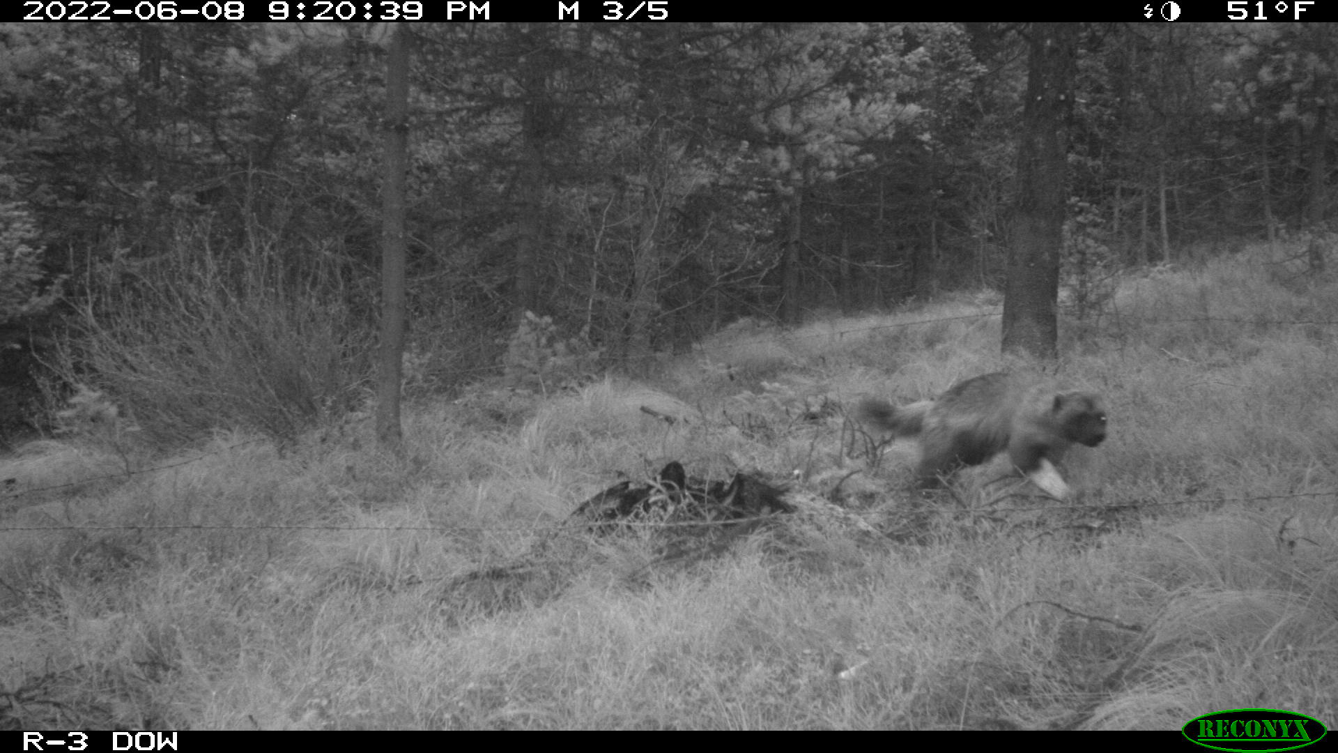 Wolverines: Where They Live and Why They’re Endangered | Defenders of ...