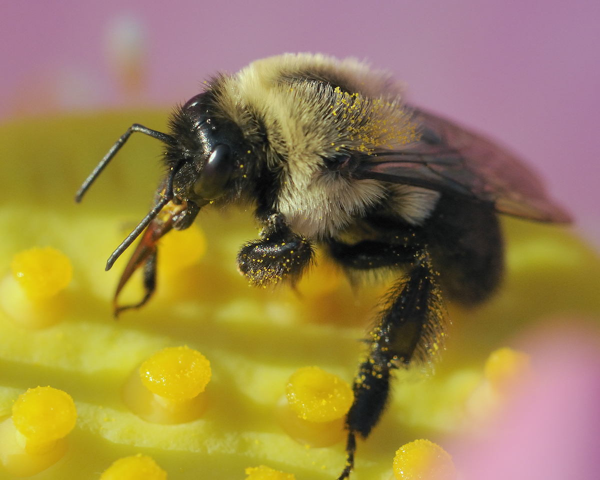 What’s the Buzz Around Pollinators? | Defenders of Wildlife