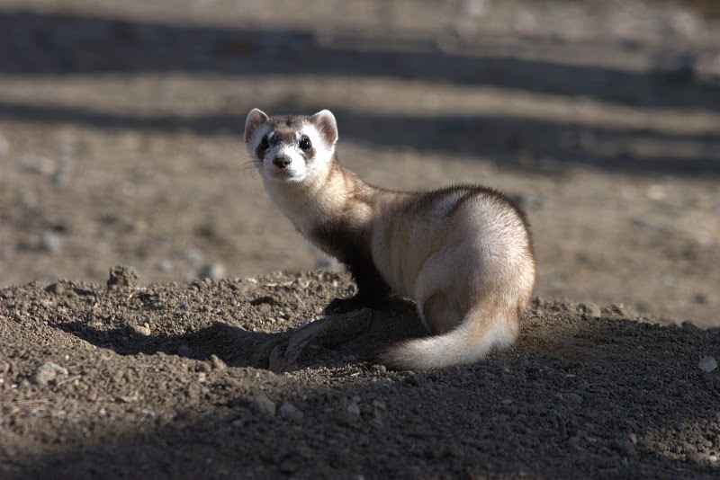 Burrowing into the Tale of the Black-Footed Ferret | Defenders of Wildlife