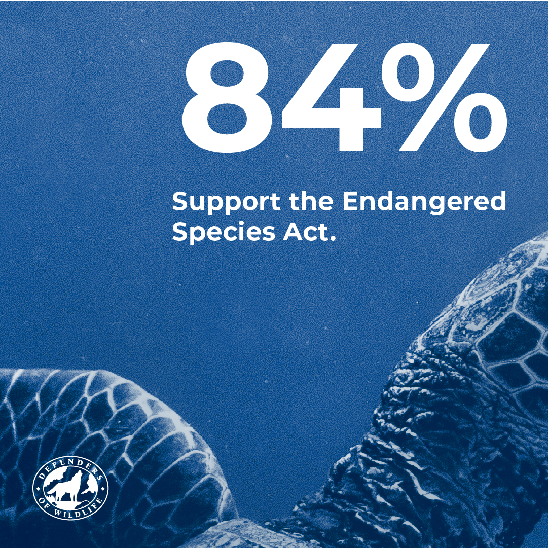 The Endangered Species Act | Defenders of Wildlife The Endangered Species Act | Defenders of Wildlife