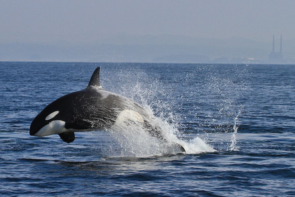 A Pod of Orca Facts | Defenders of Wildlife