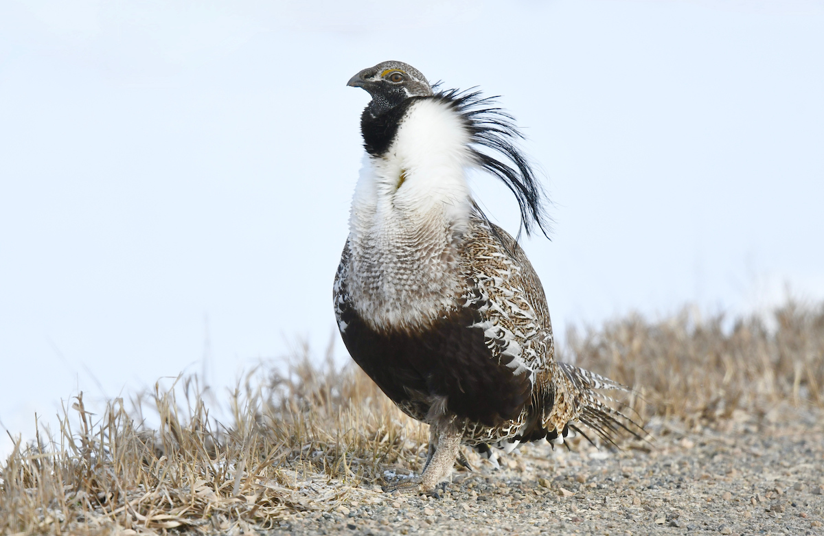 Learn Your Sage-grouse: Greater vs. Gunnison | Defenders of Wildlife